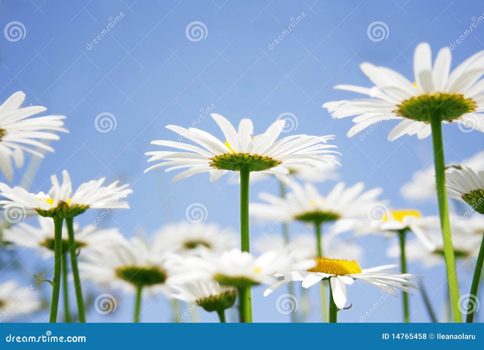 Beautiful daisies field stock photo. Image of landscape - 14765458
