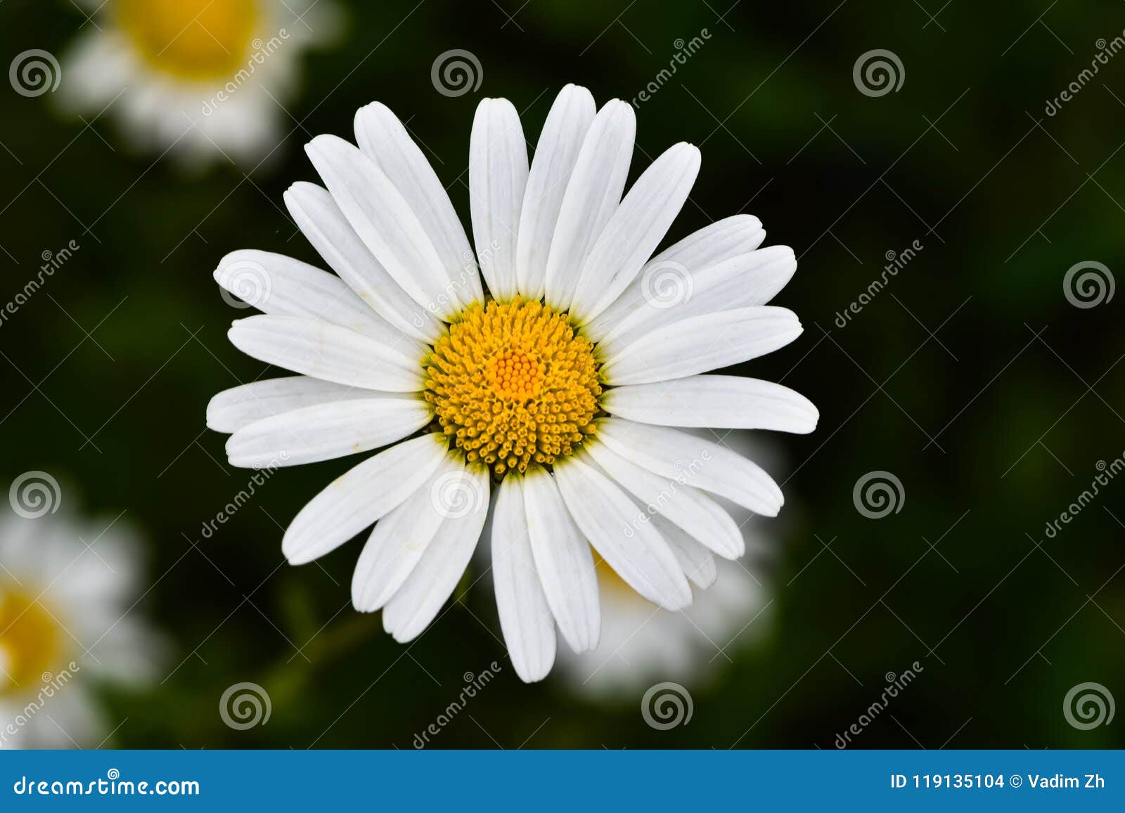 Beautiful Daisies in the Field. Stock Photo - Image of family, outdoors ...