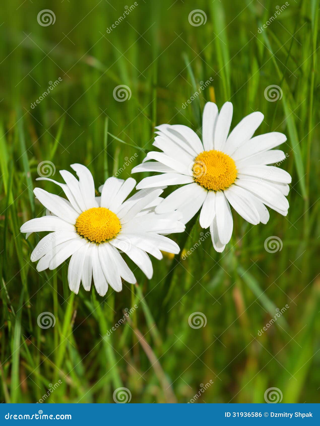 Beautiful daisies growing stock photo. Image of floral - 31936586