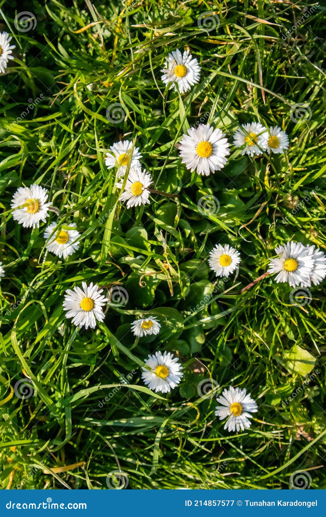 Beautiful daisies stock image. Image of daisy, landscape - 214857577