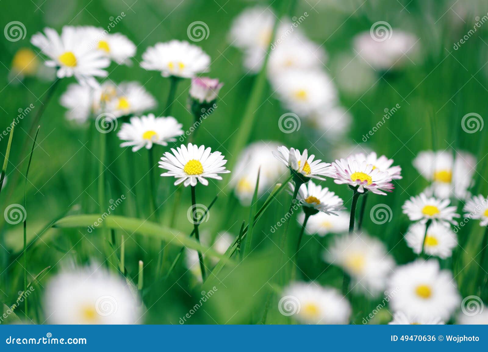 Beautiful Daisies in Spring Green Grass Stock Photo - Image of blurred ...