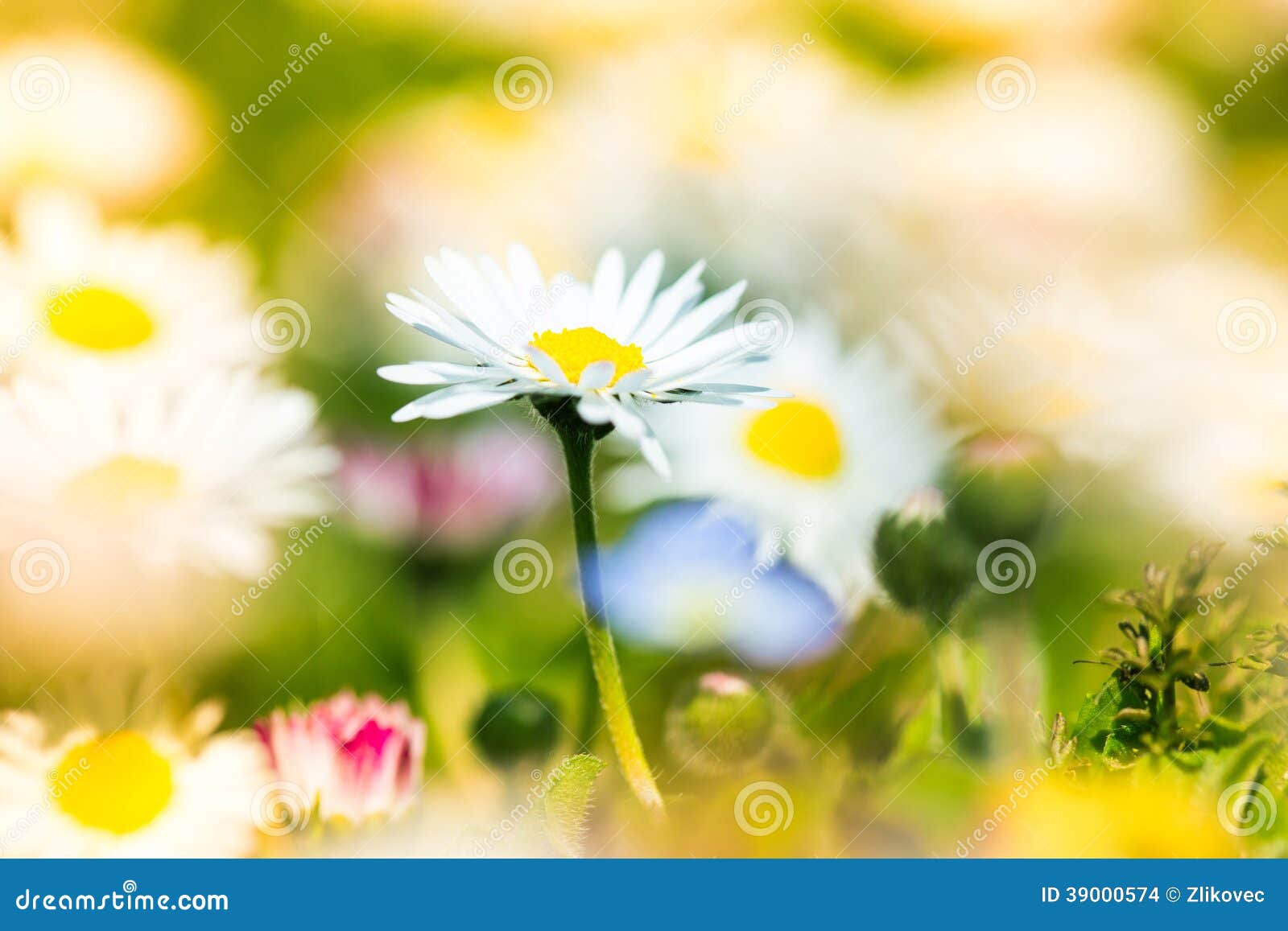 Beautiful Daisies in Spring Meadow Stock Photo - Image of multi, grow ...