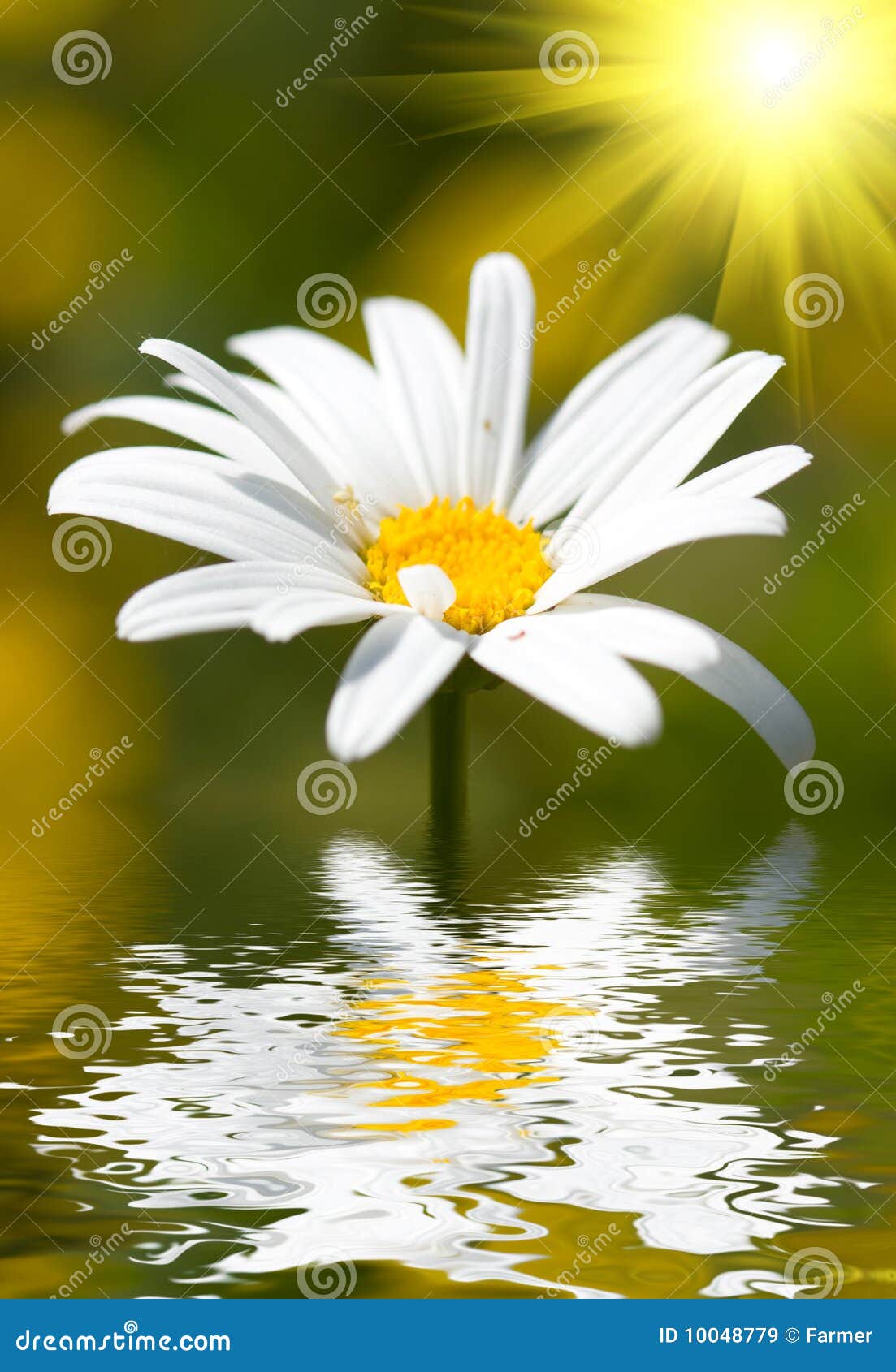 Beautiful daisy stock image. Image of blossom, daisy - 10048779