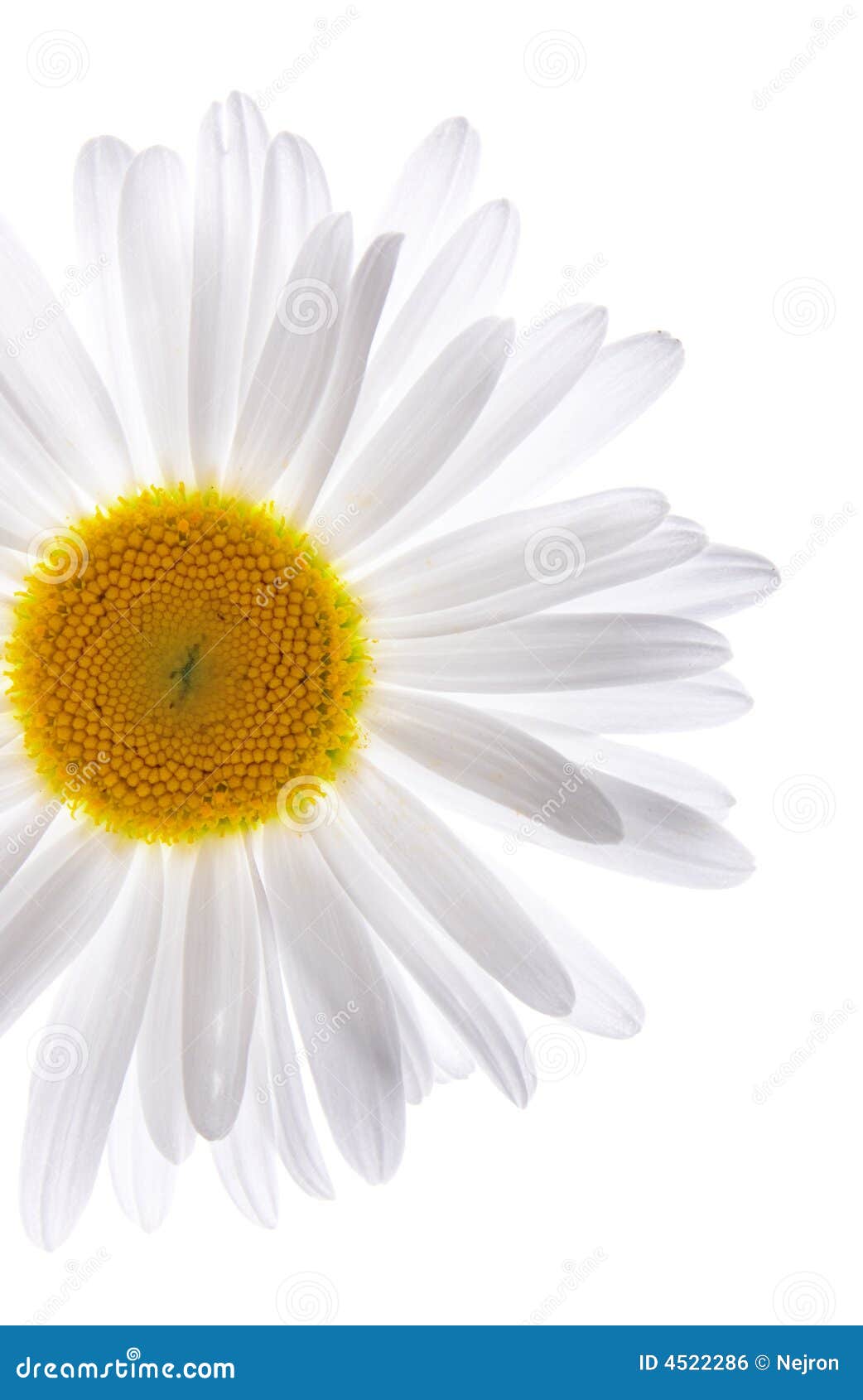 Beautiful Daisy Flower Close Up- Flower In Sunlight. White Flowers In ...