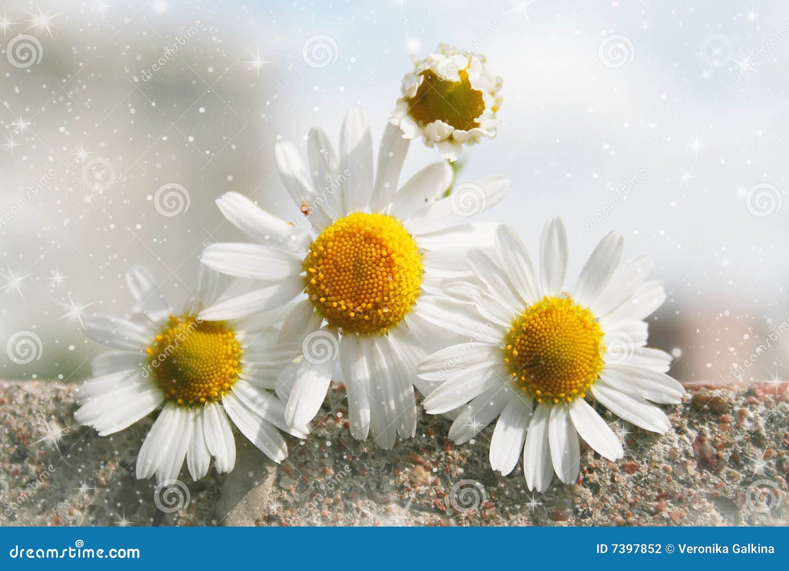 Beautiful daisy stock photo. Image of petal, magic, perennial - 7397852