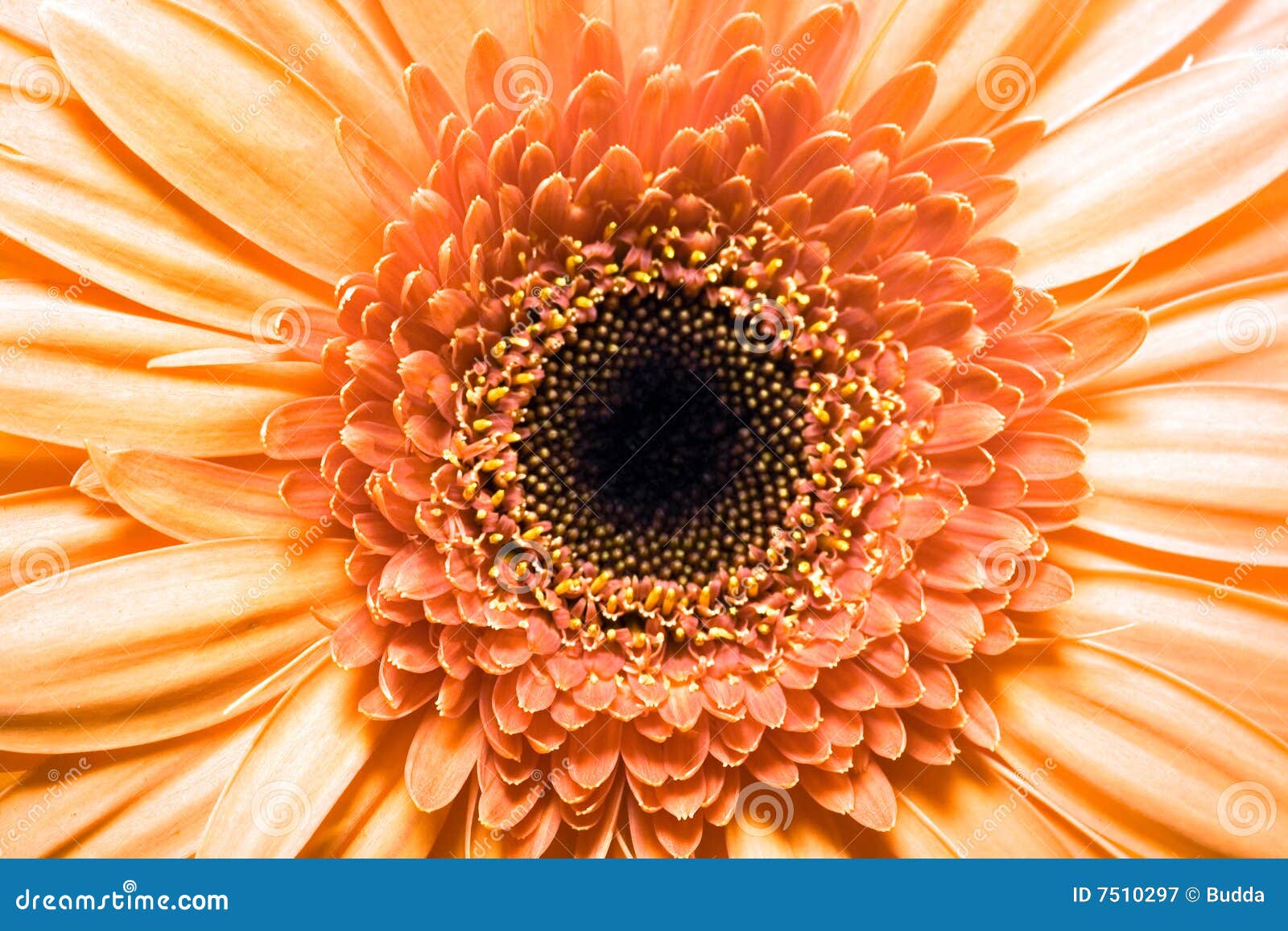 Beautiful Daisy stock image. Image of natural, beauty - 7510297