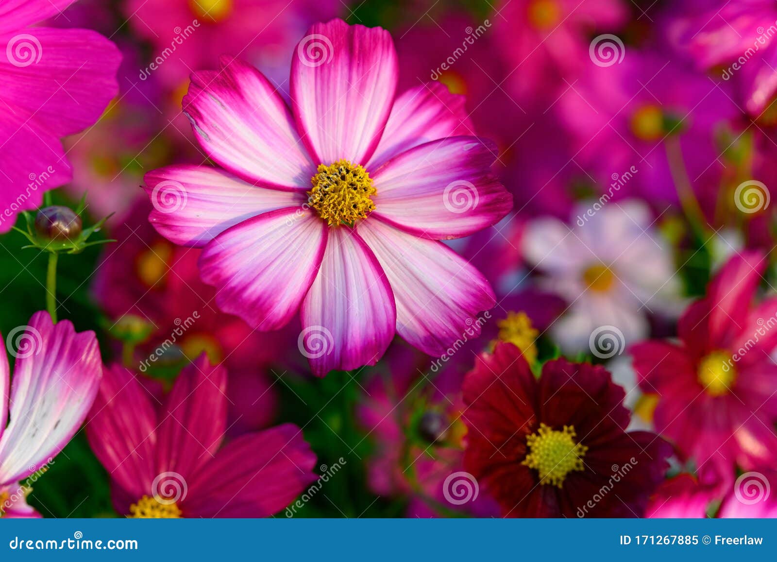 Beautiful Daisy or Cosmos Bipinnata Cav Horizontal Composition Stock ...