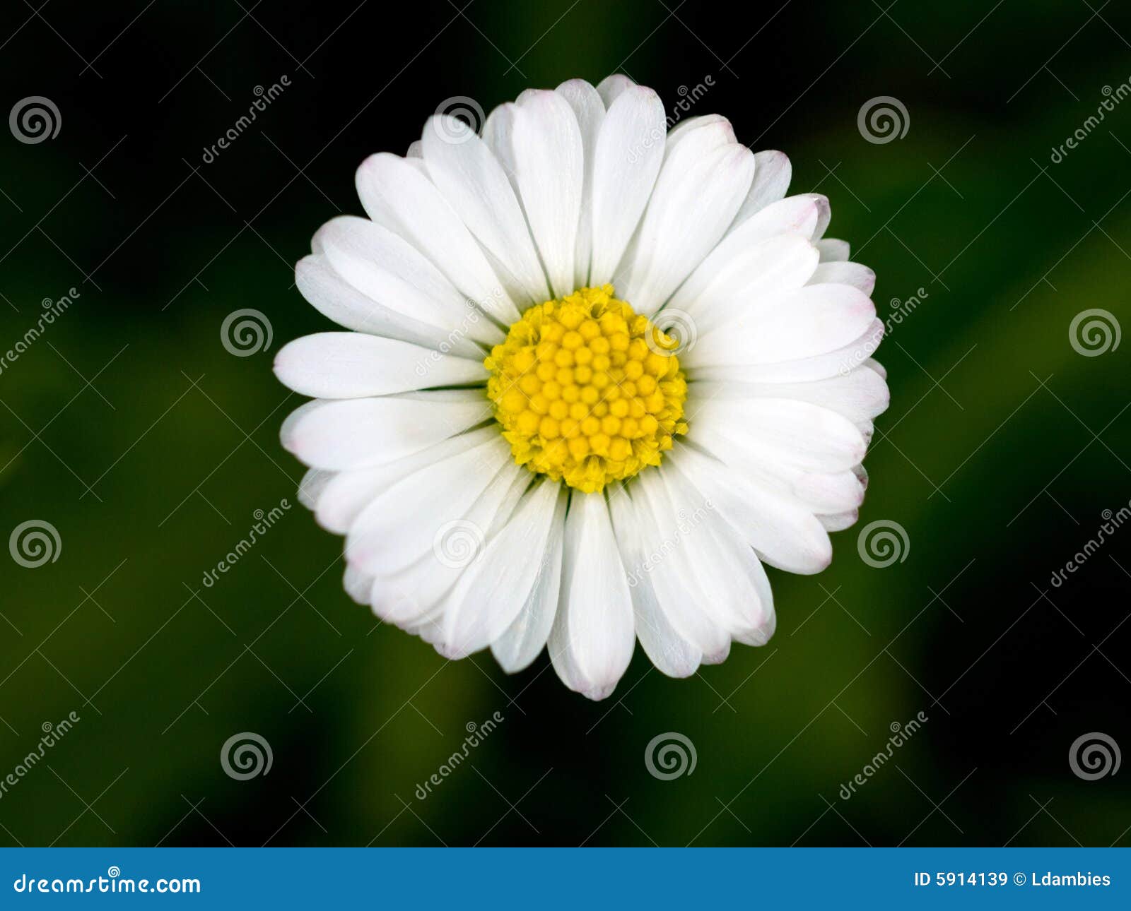 Beautiful daisy flower stock image. Image of flowers, marguerite - 5914139