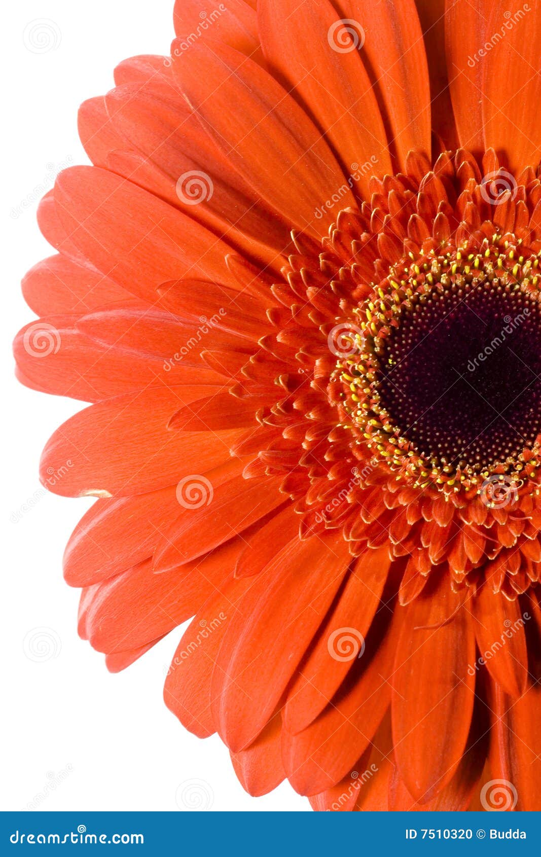 Beautiful Daisy Flower stock photo. Image of botany, flora - 7510320