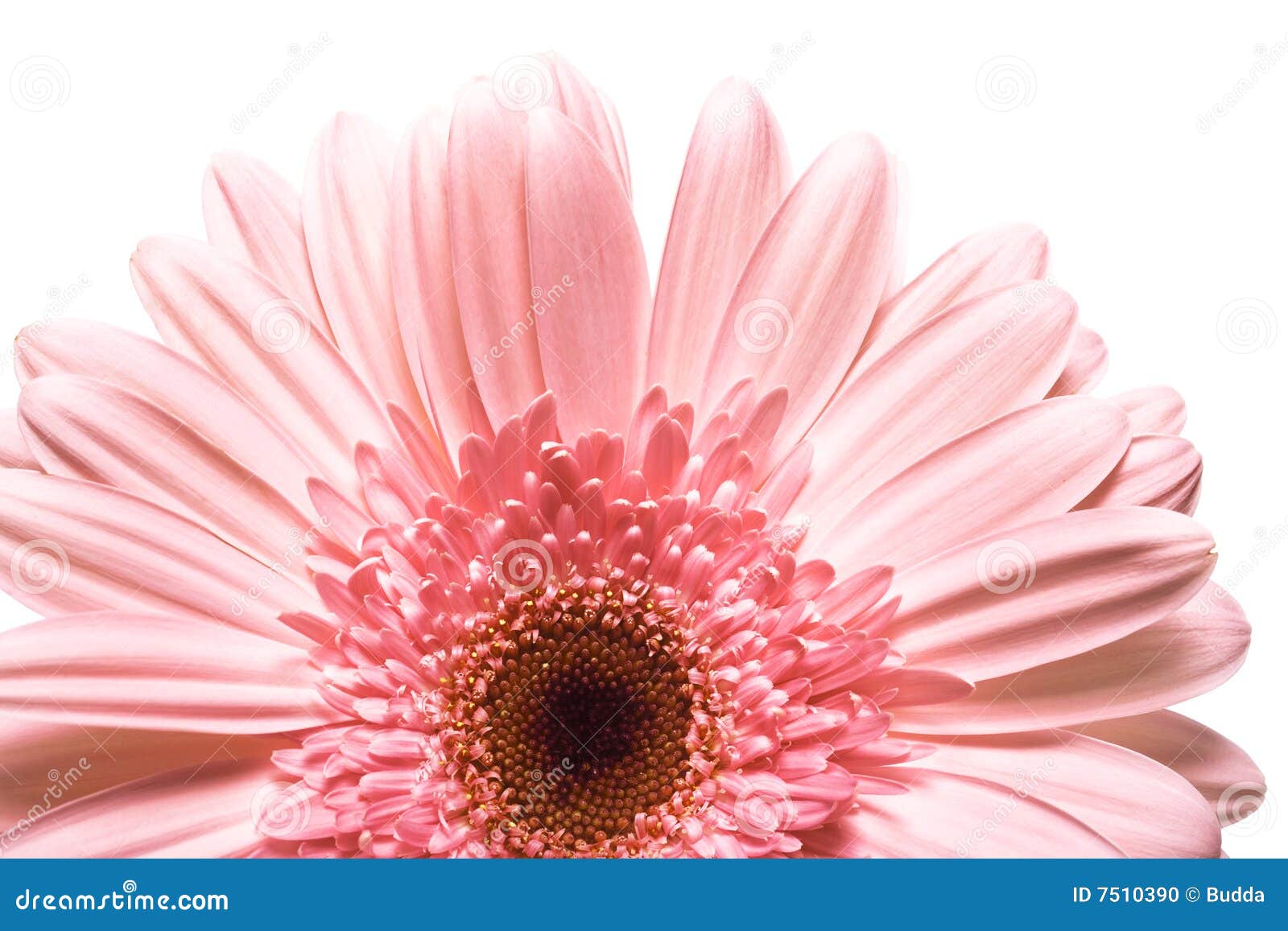 Beautiful Daisy Flower stock photo. Image of blossom, nature - 7510390