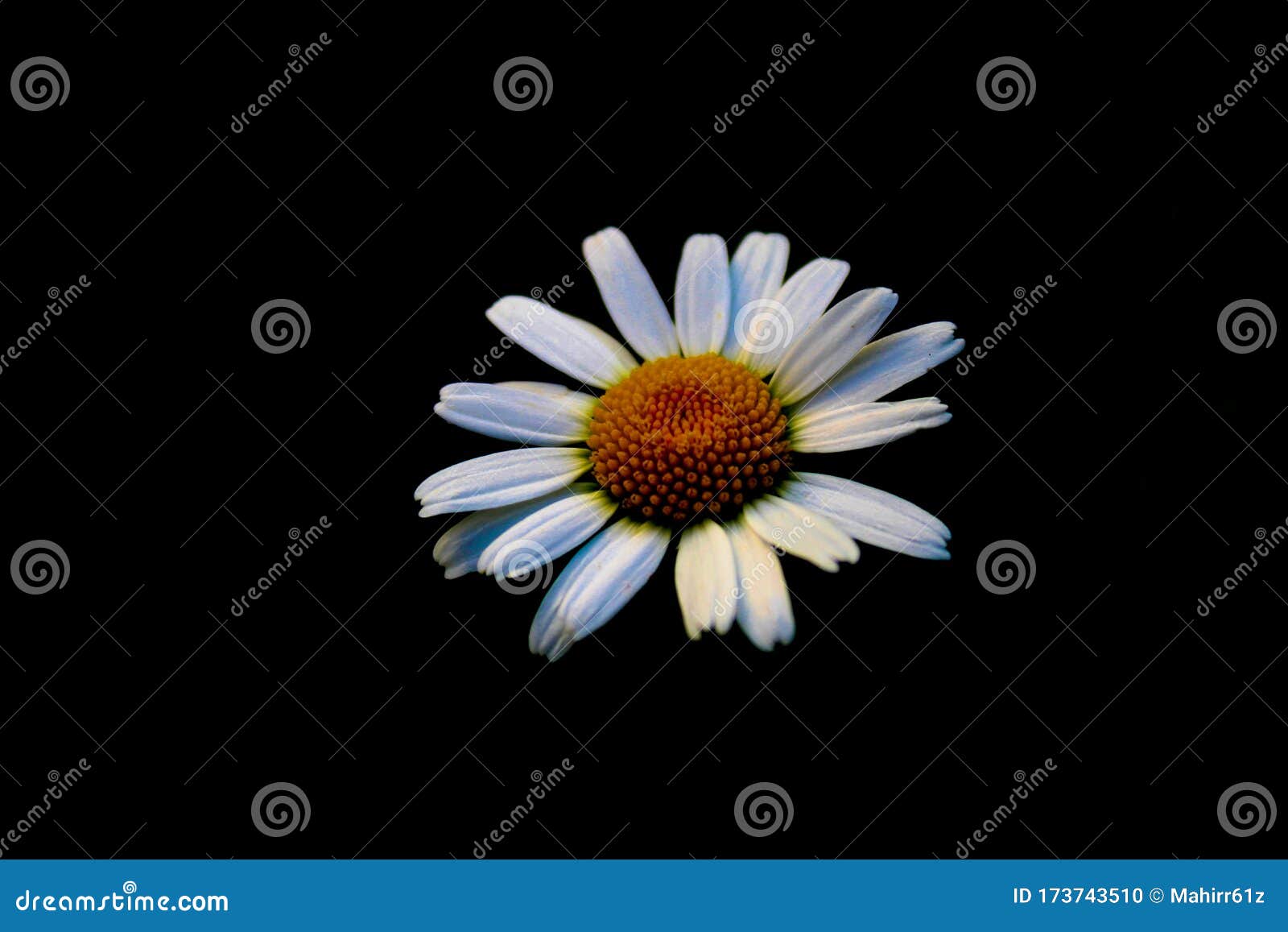Beautiful Daisy Flower with a Black Background Stock Photo - Image of ...