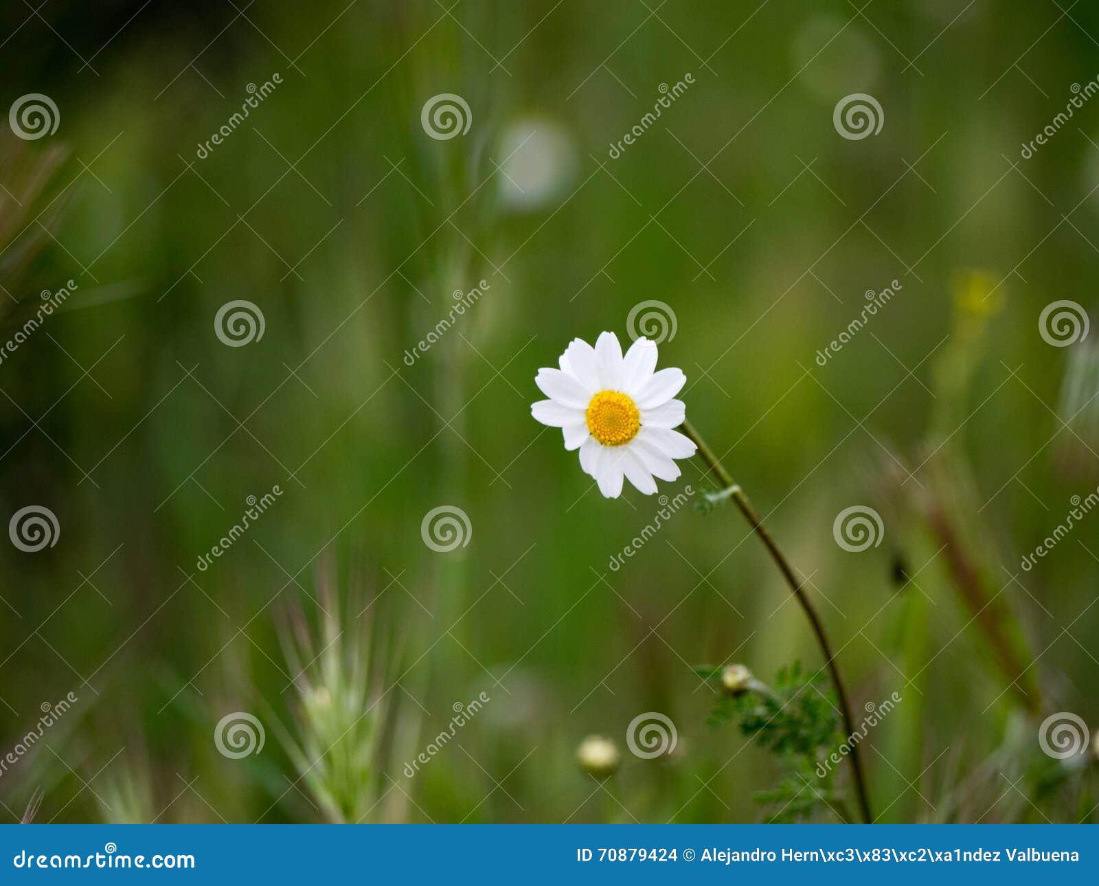 Beautiful daisy flower stock photo. Image of color, botany - 70879424