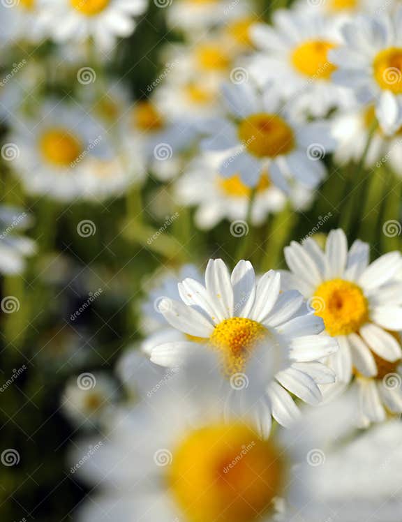 Beautiful Daisy flowers stock photo. Image of blooming - 5305436