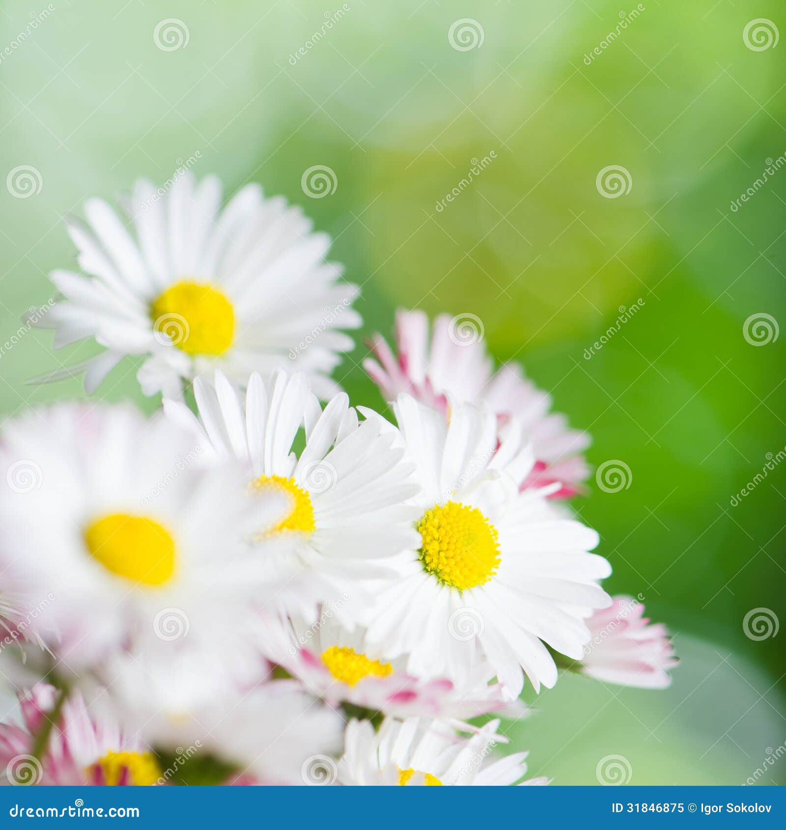 Beautiful Daisy Flowers, Close-up Stock Image - Image of landscape ...
