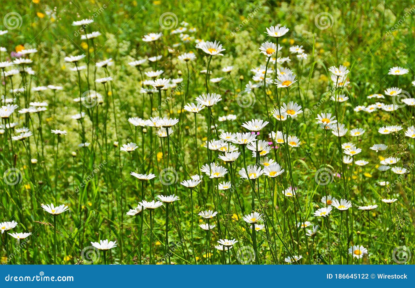 Beautiful Daisy Flowers Growing in the Field Stock Photo - Image of ...