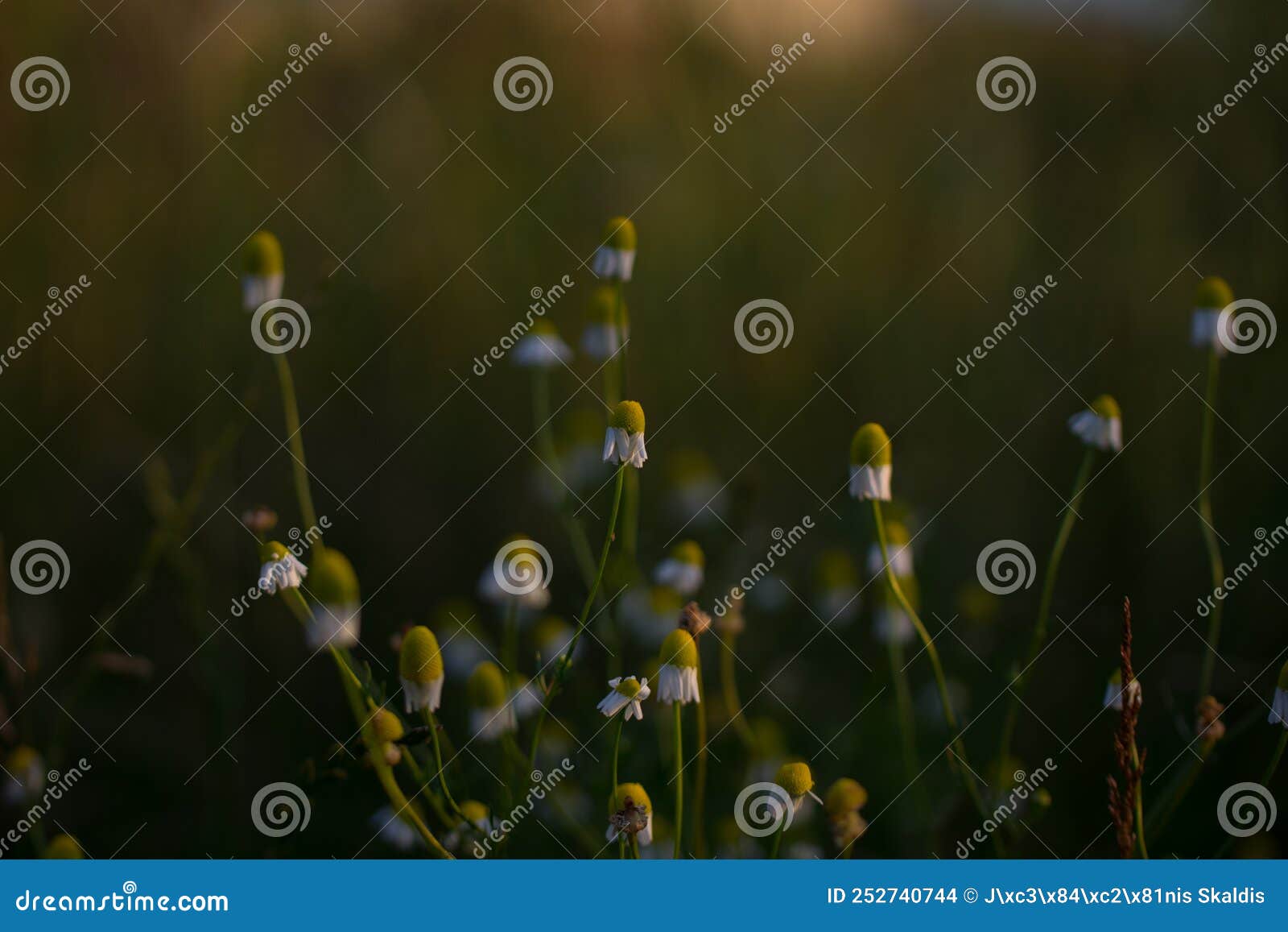 Beautiful Daisy Flowers with Petals Pointing Down at Evening in Meadow ...
