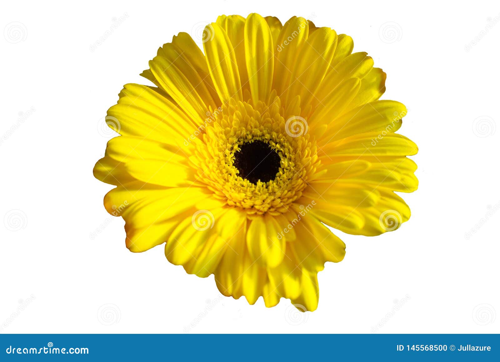 Beautiful Daisy Gerbera Flower Isolated on White Background Stock Photo ...