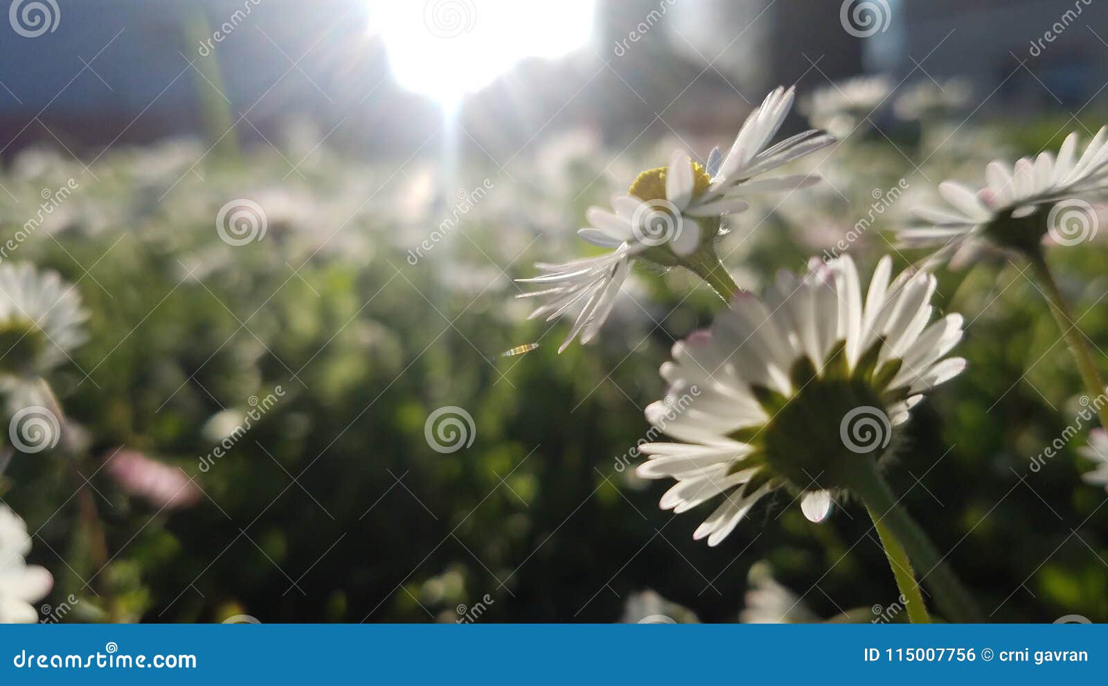 Daisy at sunset stock photo. Image of floral, fresh - 115007756