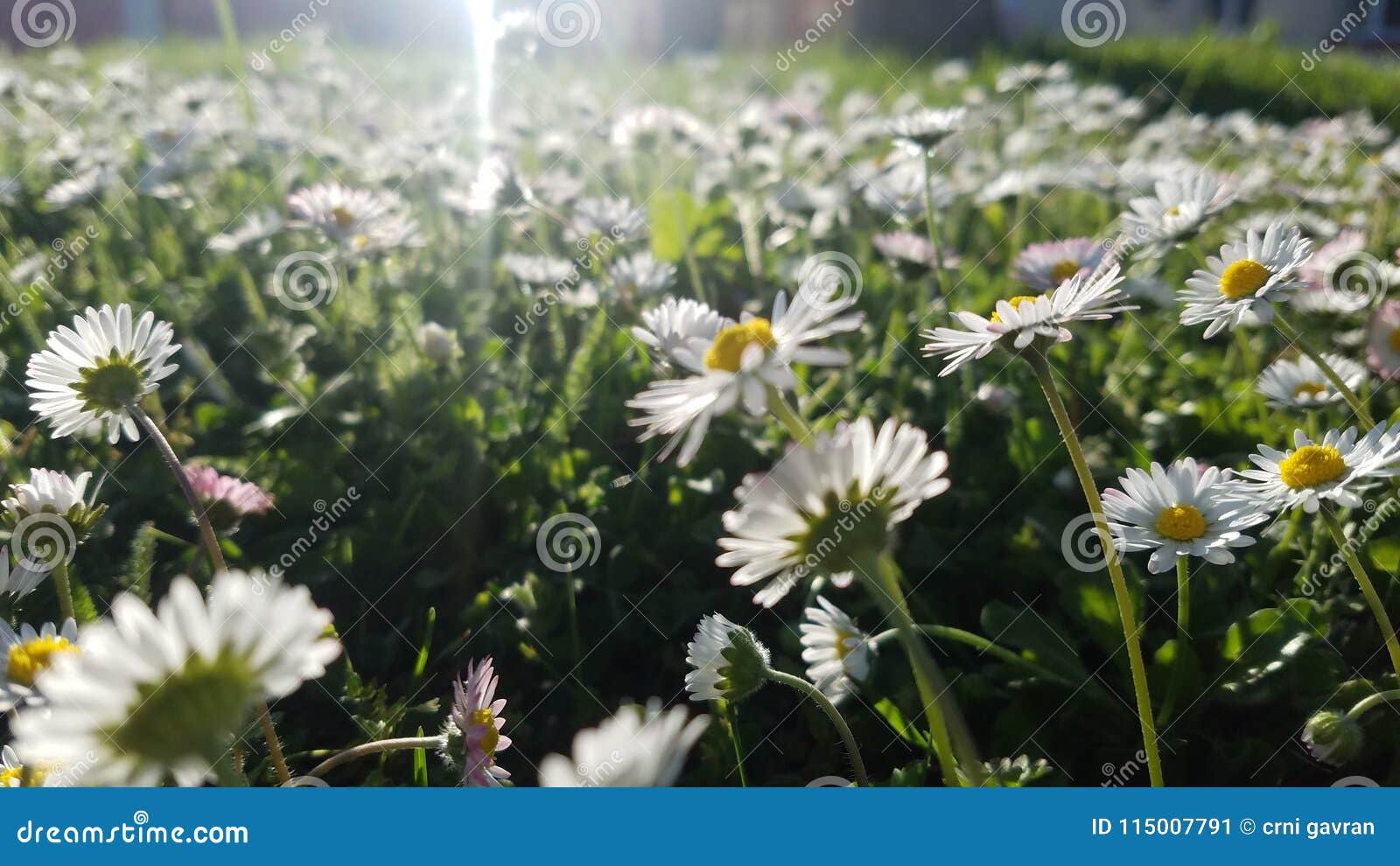 Daisy at sunset stock image. Image of botany, color - 115007791