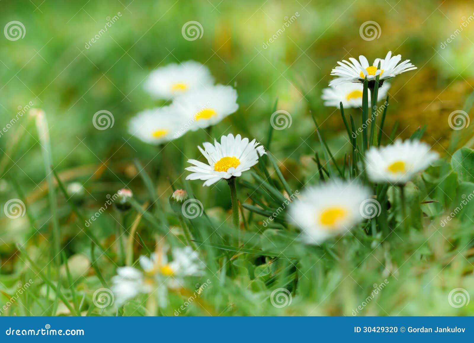 Beautiful Daisy in a Meadow Stock Photo - Image of green, freshness ...