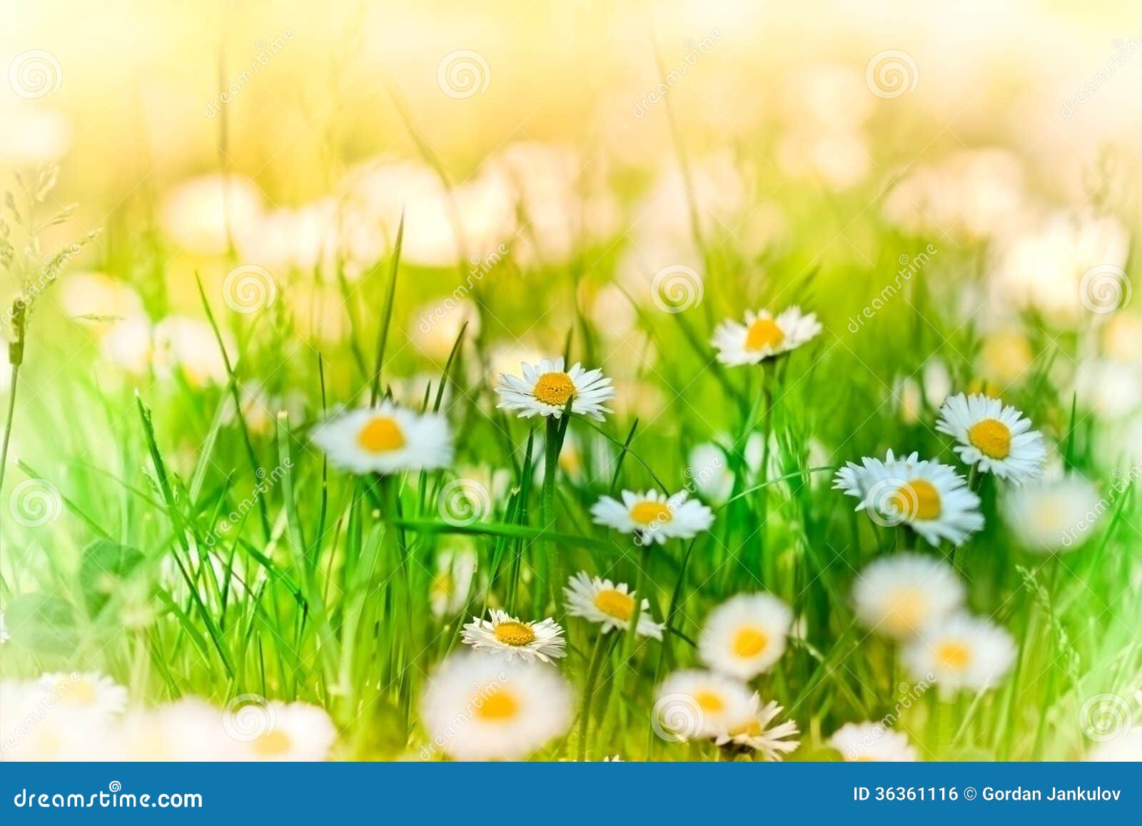 Beautiful daisy stock photo. Image of beauty, beautiful - 36361116
