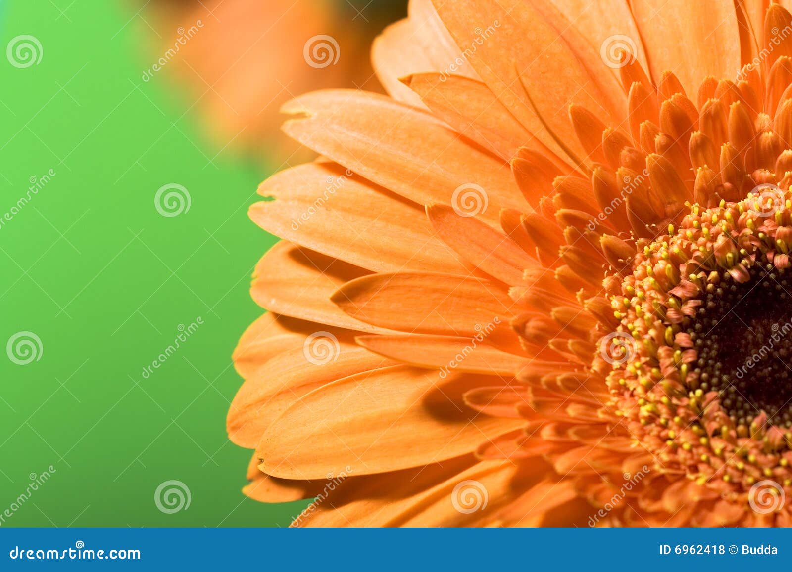 Beautiful daisy petals stock photo. Image of petal, gardening - 6962418
