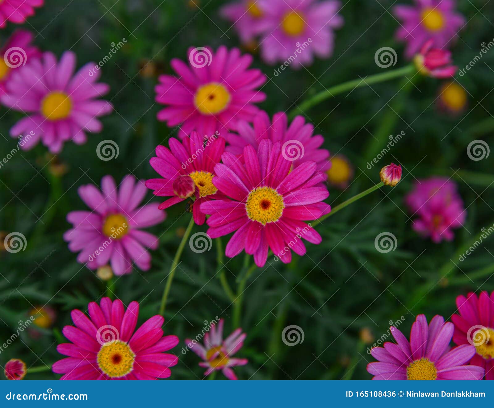 Beautiful Daisy with Rich Green Leaves Grows Stock Photo - Image of ...