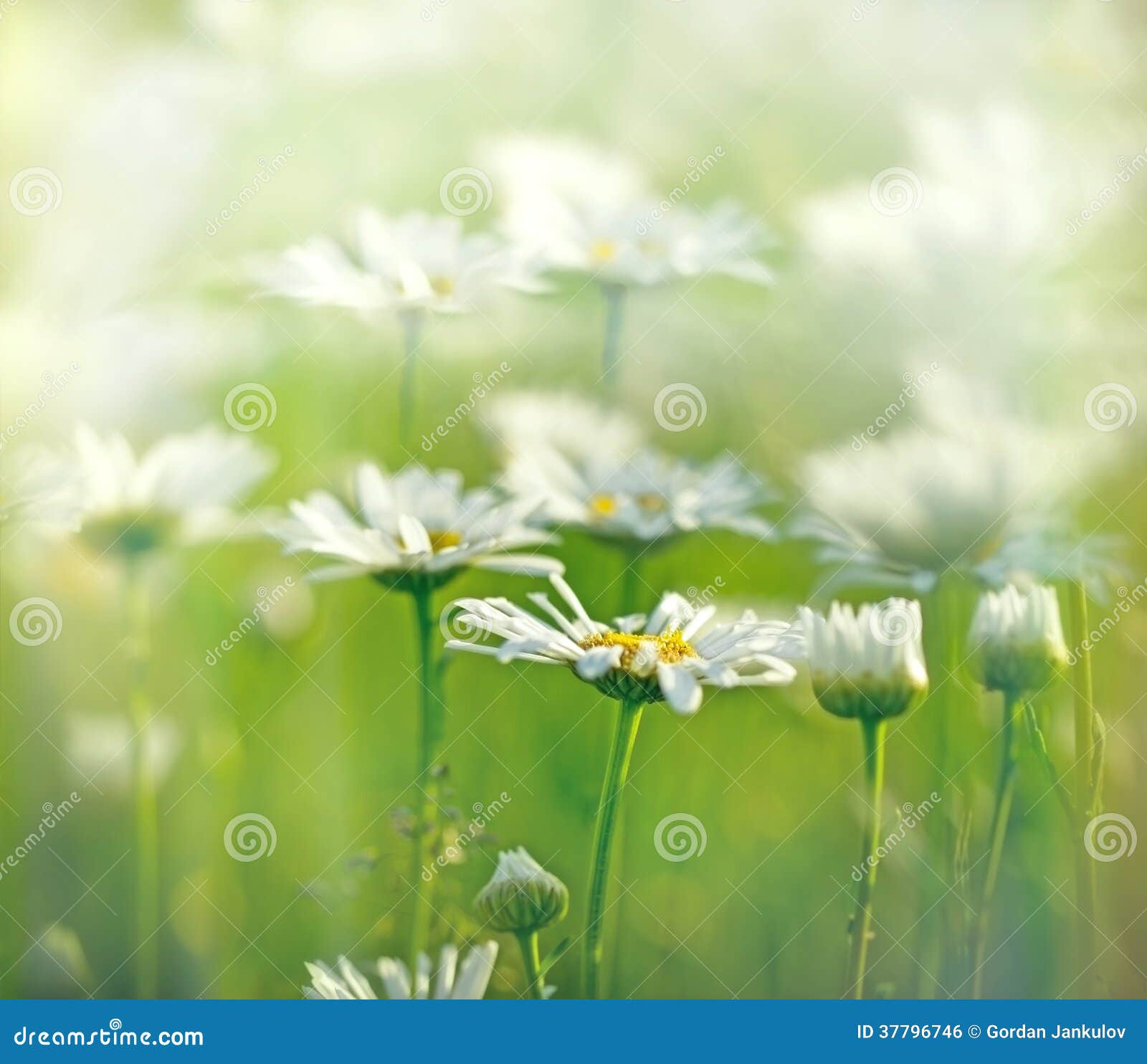 Beautiful daisy in spring stock photo. Image of pistil - 37796746
