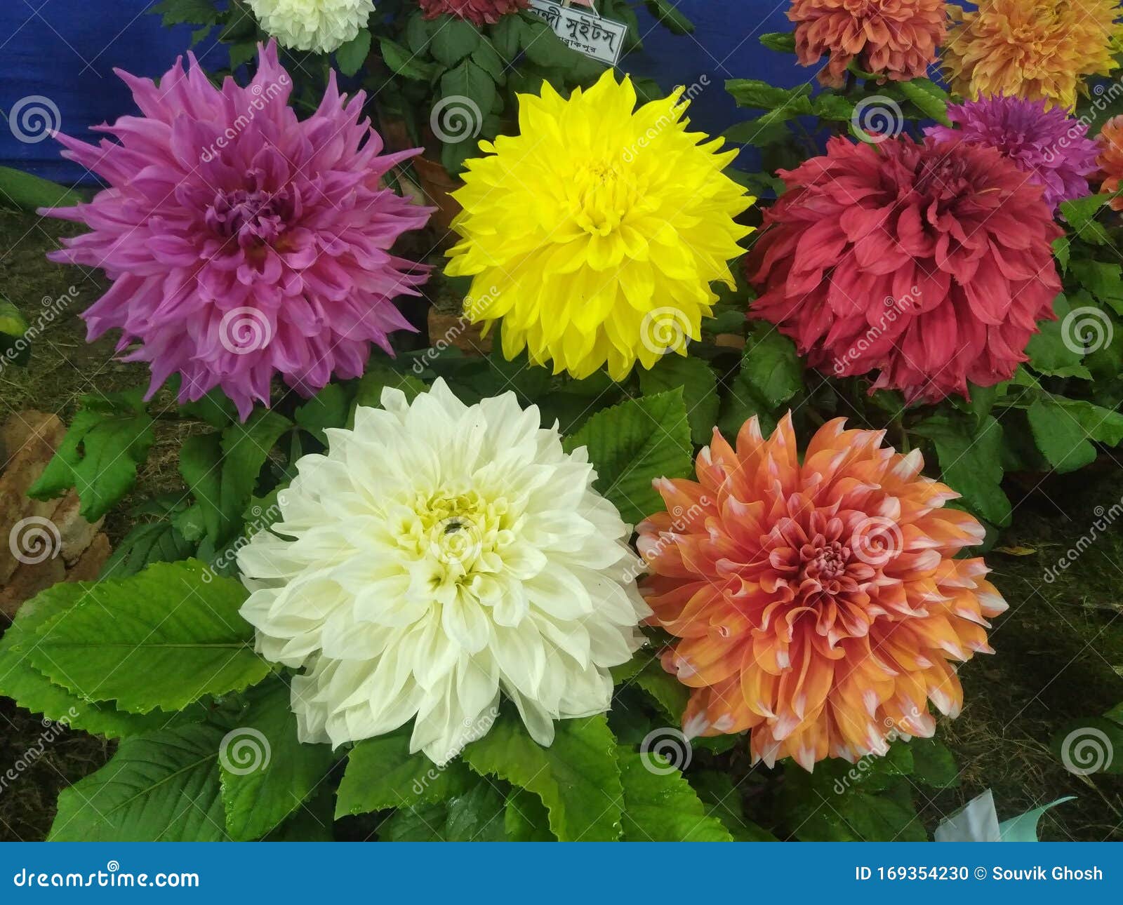 Beautiful dalhia flower stock photo. Image of gardening - 169354230