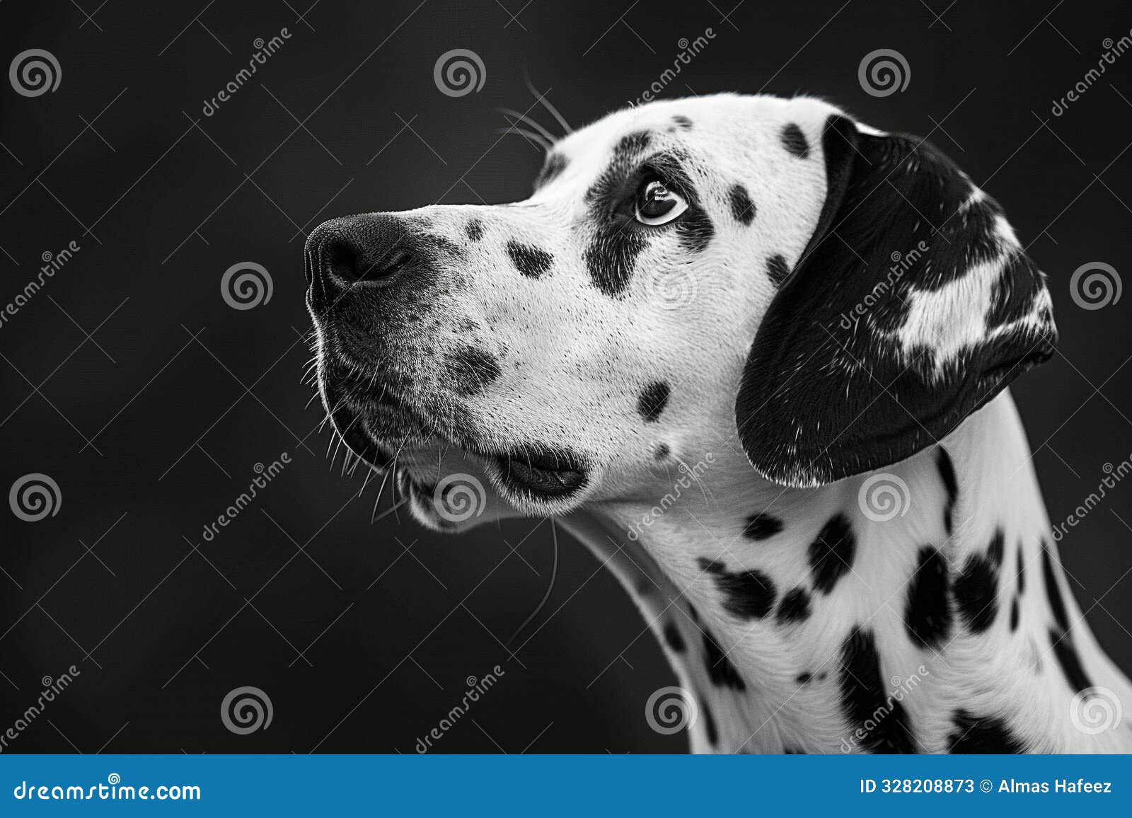 Beautiful Dalmatian Dog Standing In Side View Against Blue Background ...