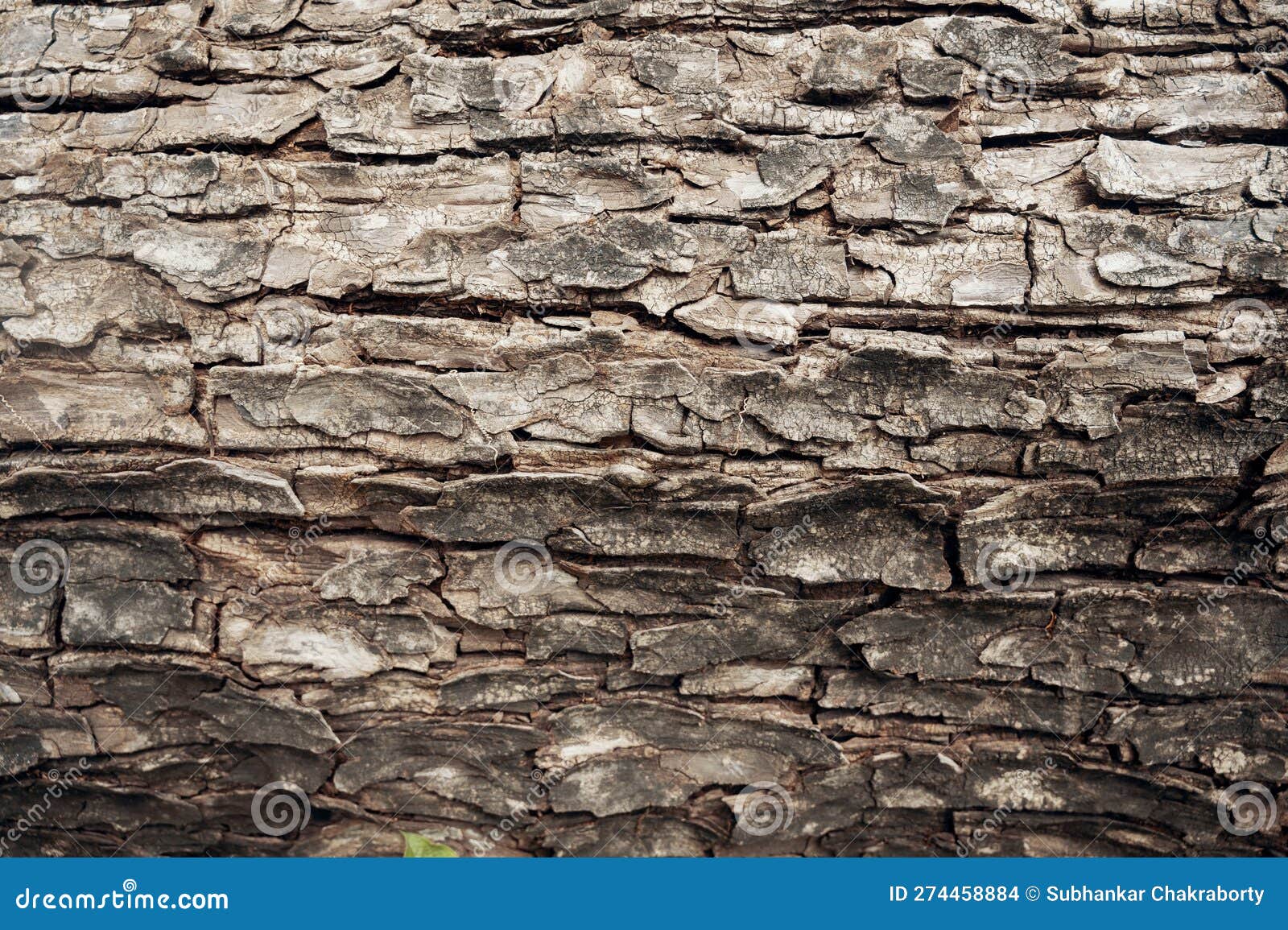Beautiful Damaged Dirty Rough Outside of a Tree Trunk. Stock Photo ...