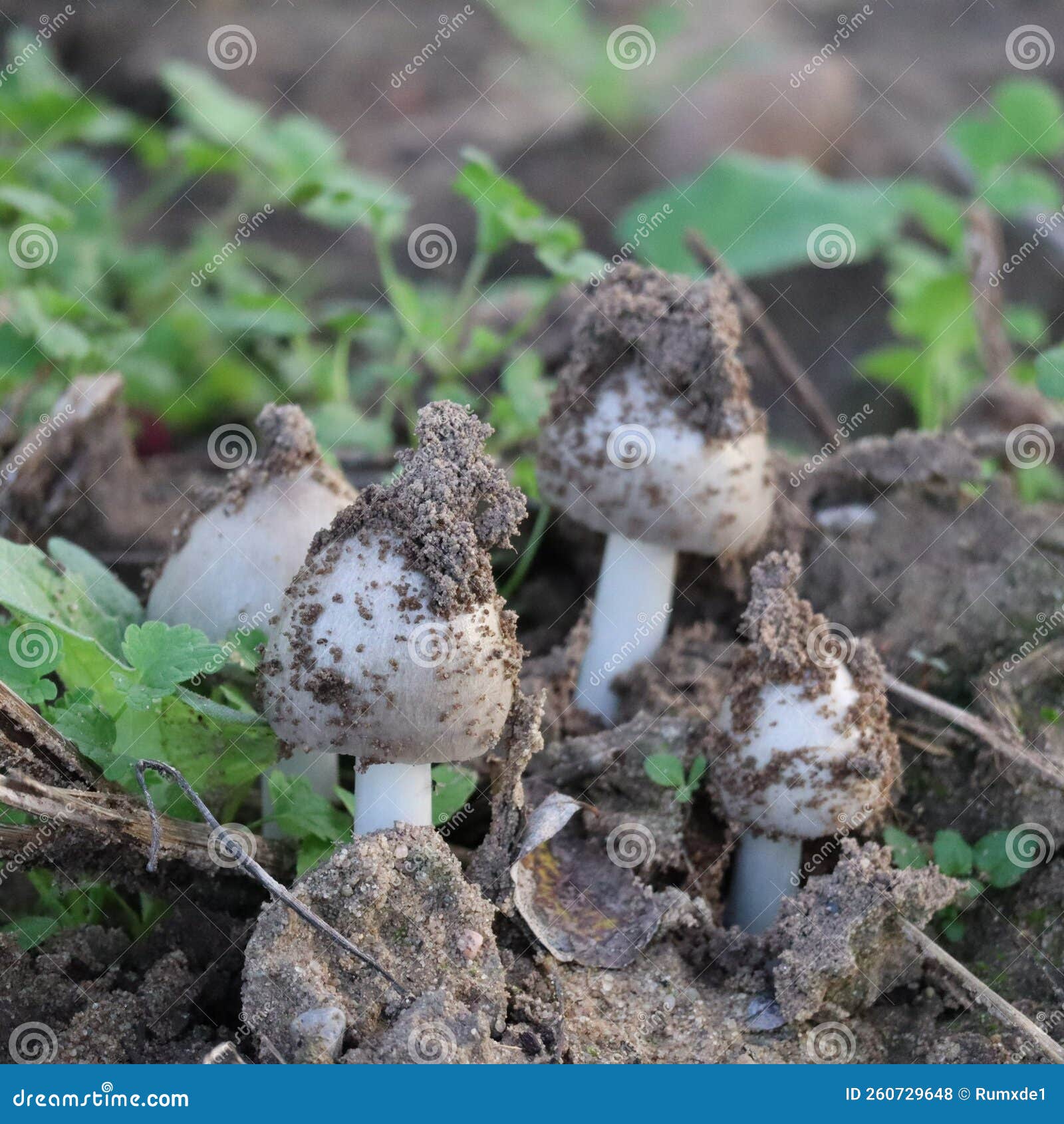Damp Soil Sticks To Mushrooms Stock Photo - Image of growth, moistened ...