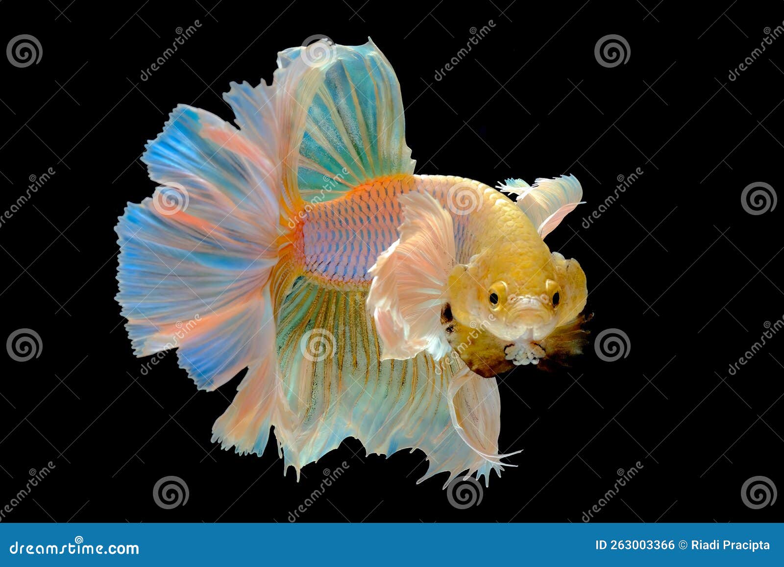 Betta Fish Halfmoon Dumbo Ear Stock Photo - Image of halfmoon, animal ...