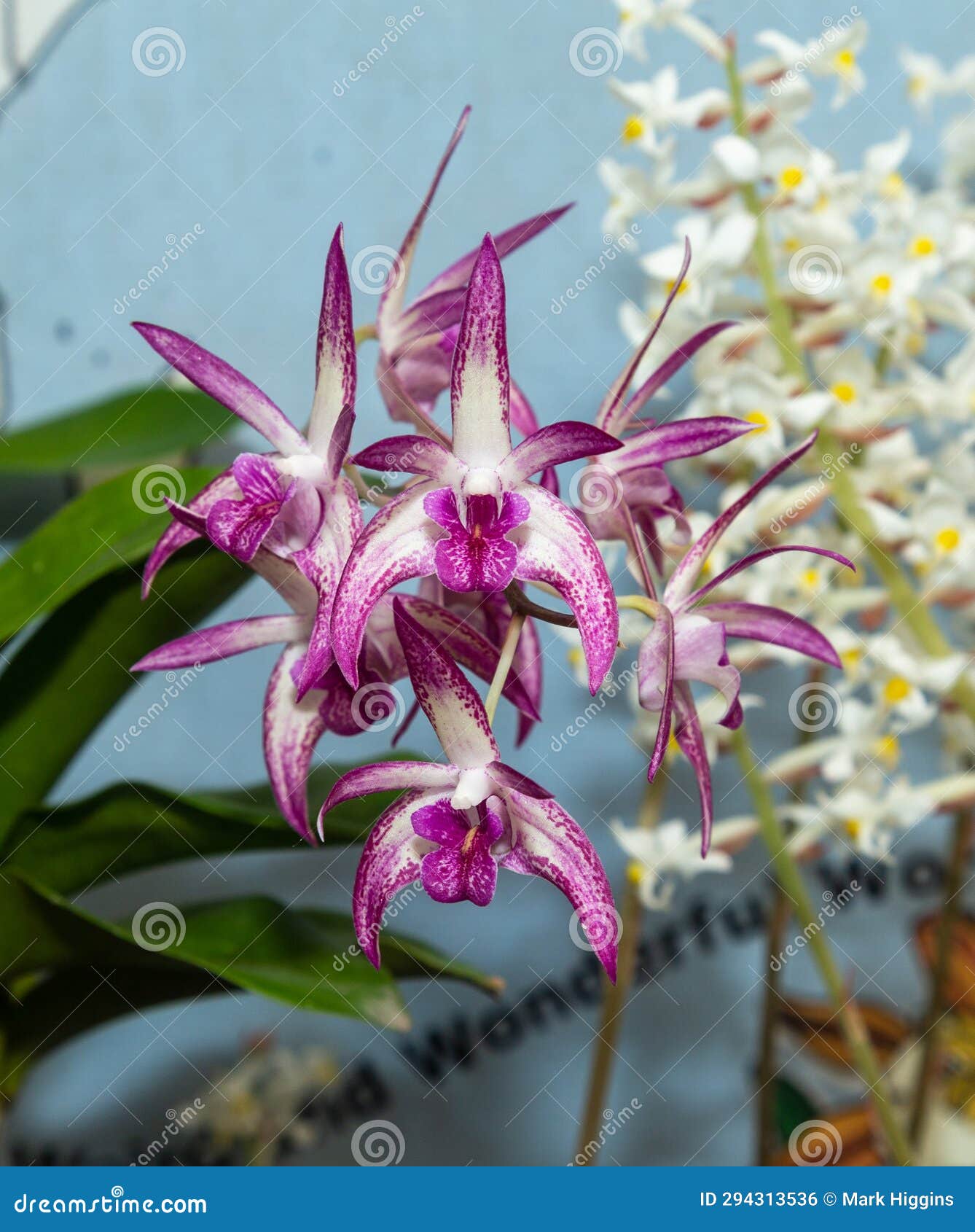 A Beautiful Dancing Lady Orchid Stock Photo - Image of elegant, beauty ...