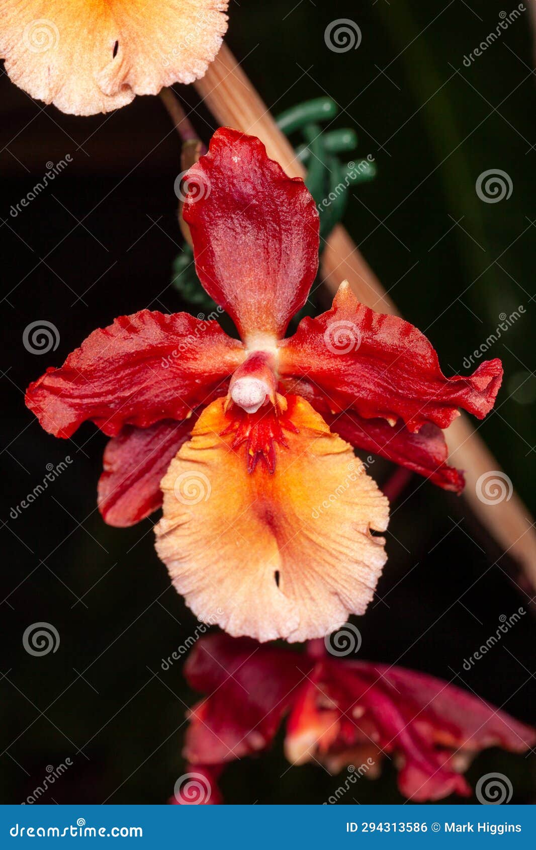 A Beautiful Dancing Lady Orchid Stock Photo - Image of single ...