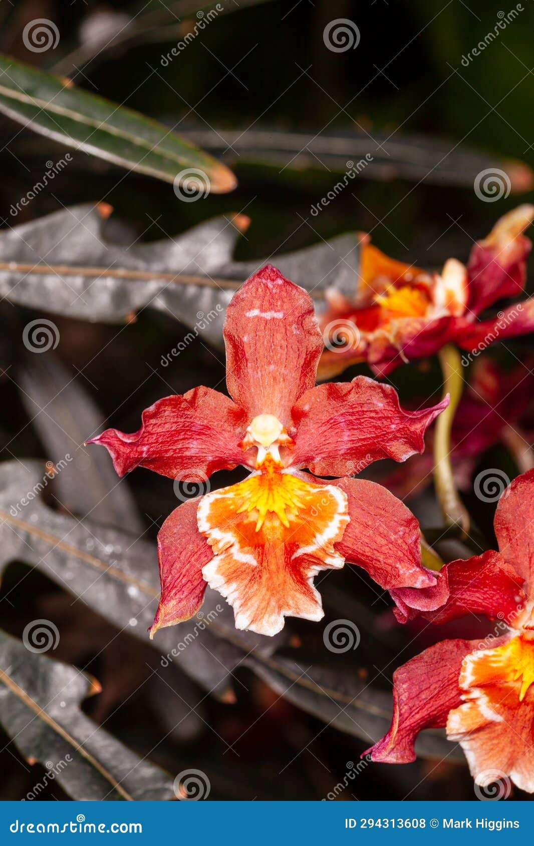 A Beautiful Dancing Lady Orchid Stock Photo - Image of elegant ...