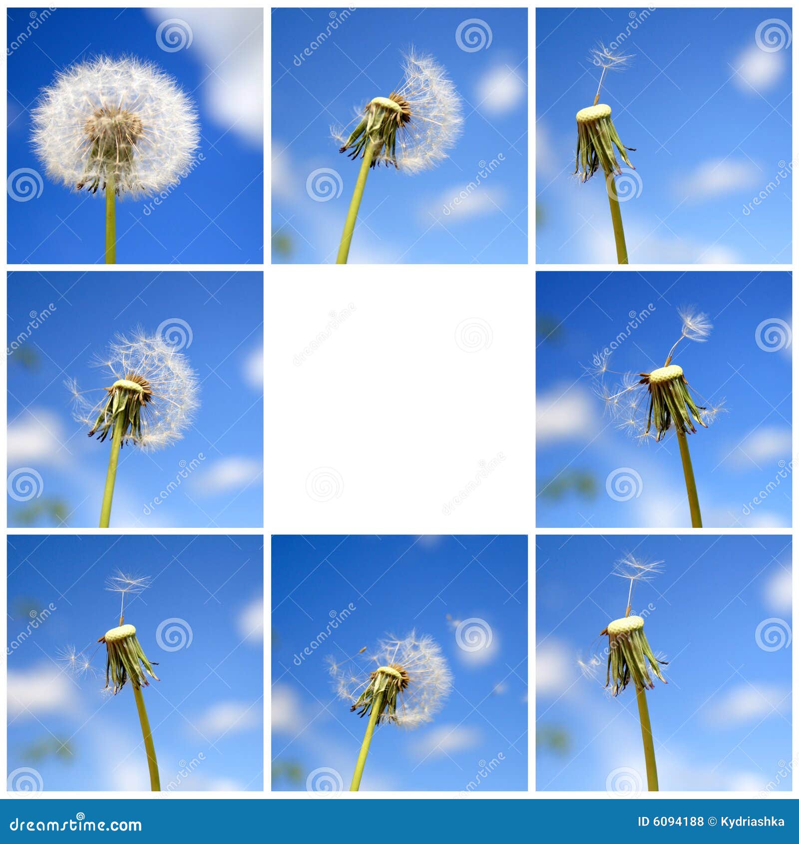 Beautiful Dandelion Collage Stock Photo - Image of freedom, bright: 6094188