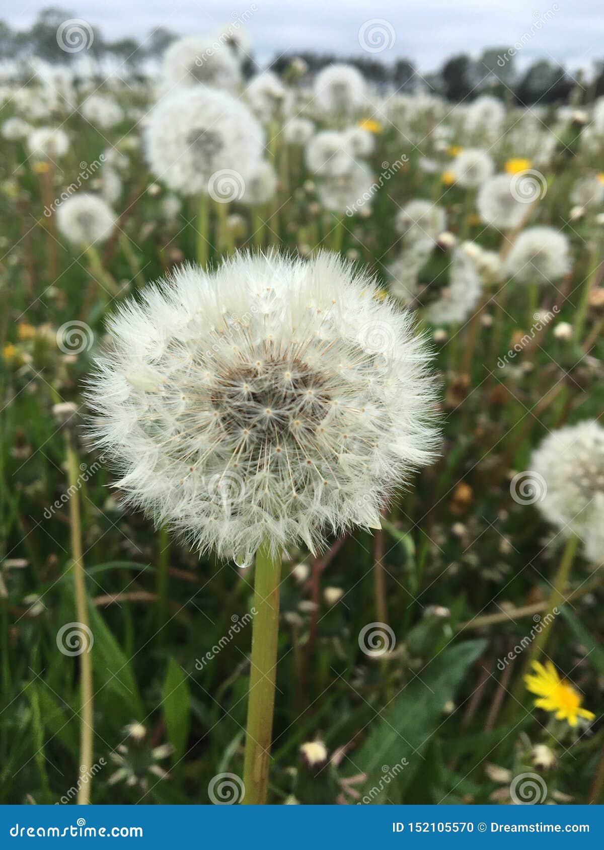 Beautiful Dandelion Field in Denmark Stock Photo - Image of flowers ...