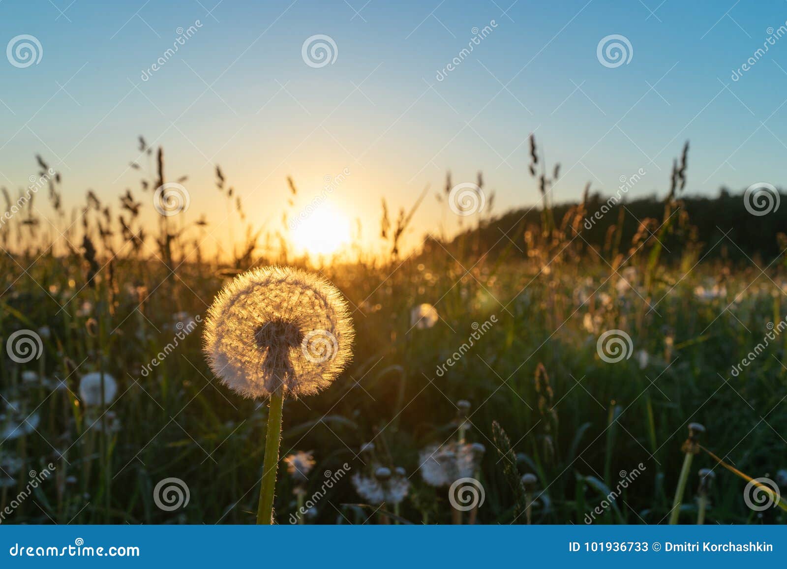 Beautiful Dandelion in a Field on a Sunset Stock Image - Image of grass ...
