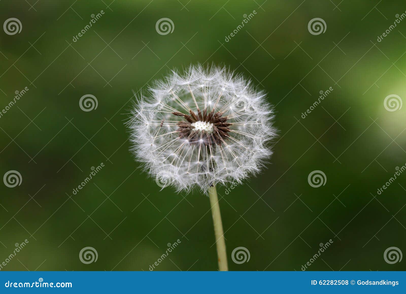 Beautiful Dandelion flower stock photo. Image of fragility - 62282508