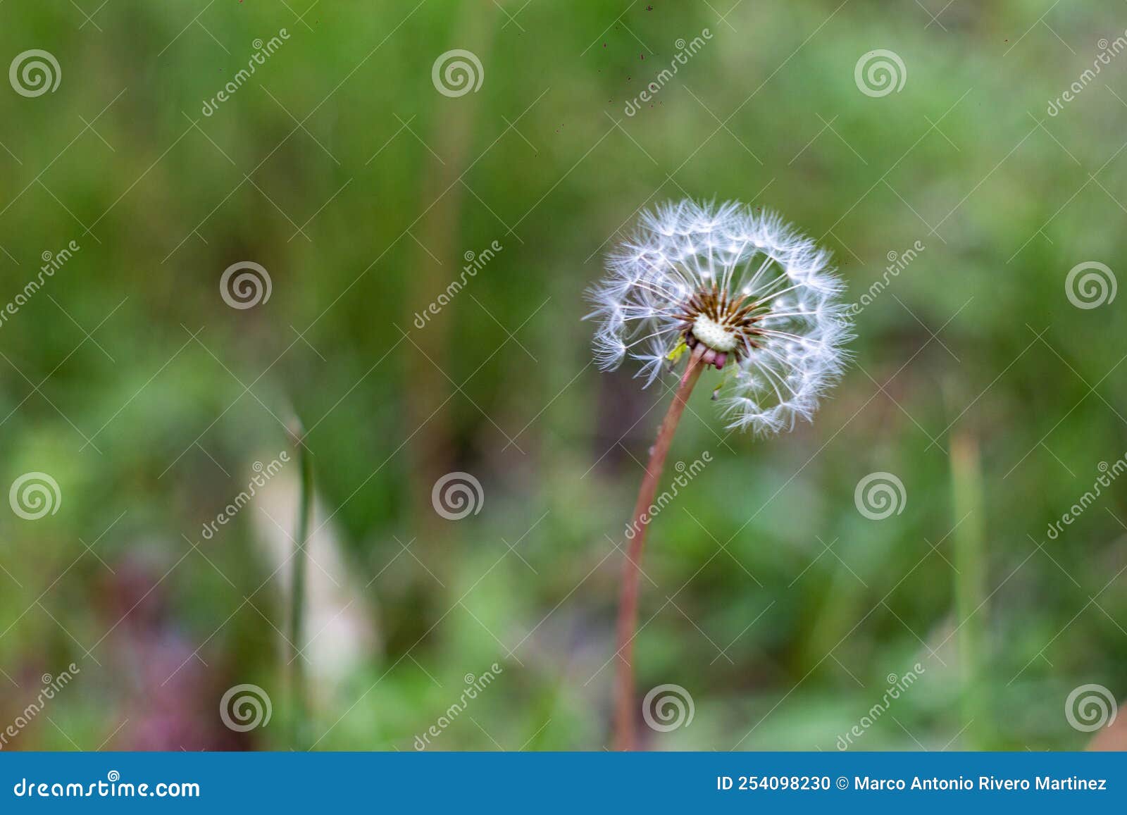 Beautiful Dandelion on the Ground Stock Photo - Image of elegant ...