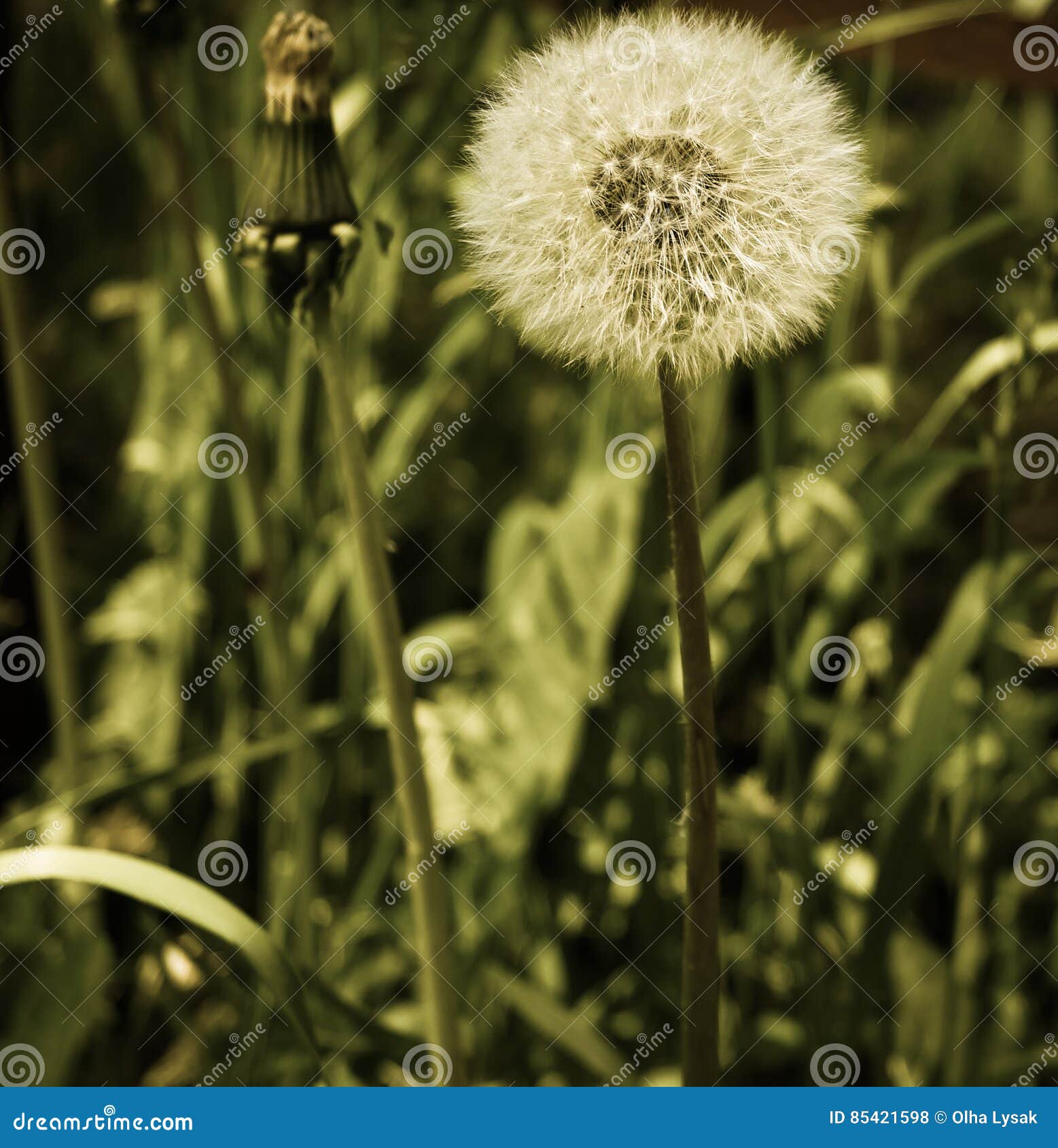 Beautiful Dandelion, Perfection and Simplicity of Style Stock Photo ...