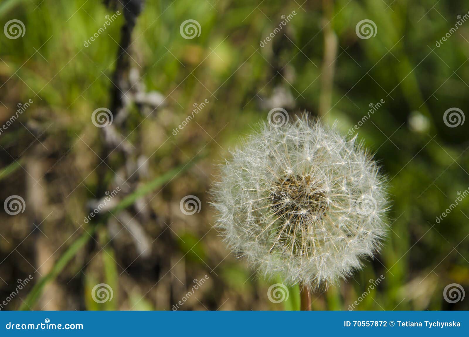 Beautiful Dandelion on a Sunny Day in the Forest Stock Photo - Image of ...