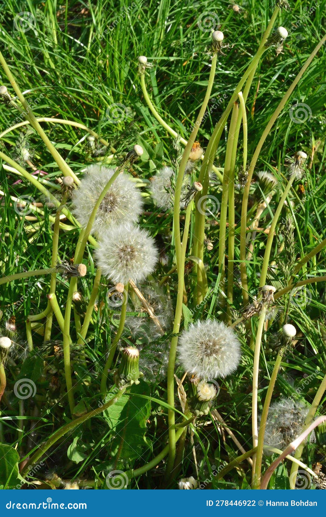 Beautiful Dandelions Grow among the Green Grass in the Forest. Stock ...