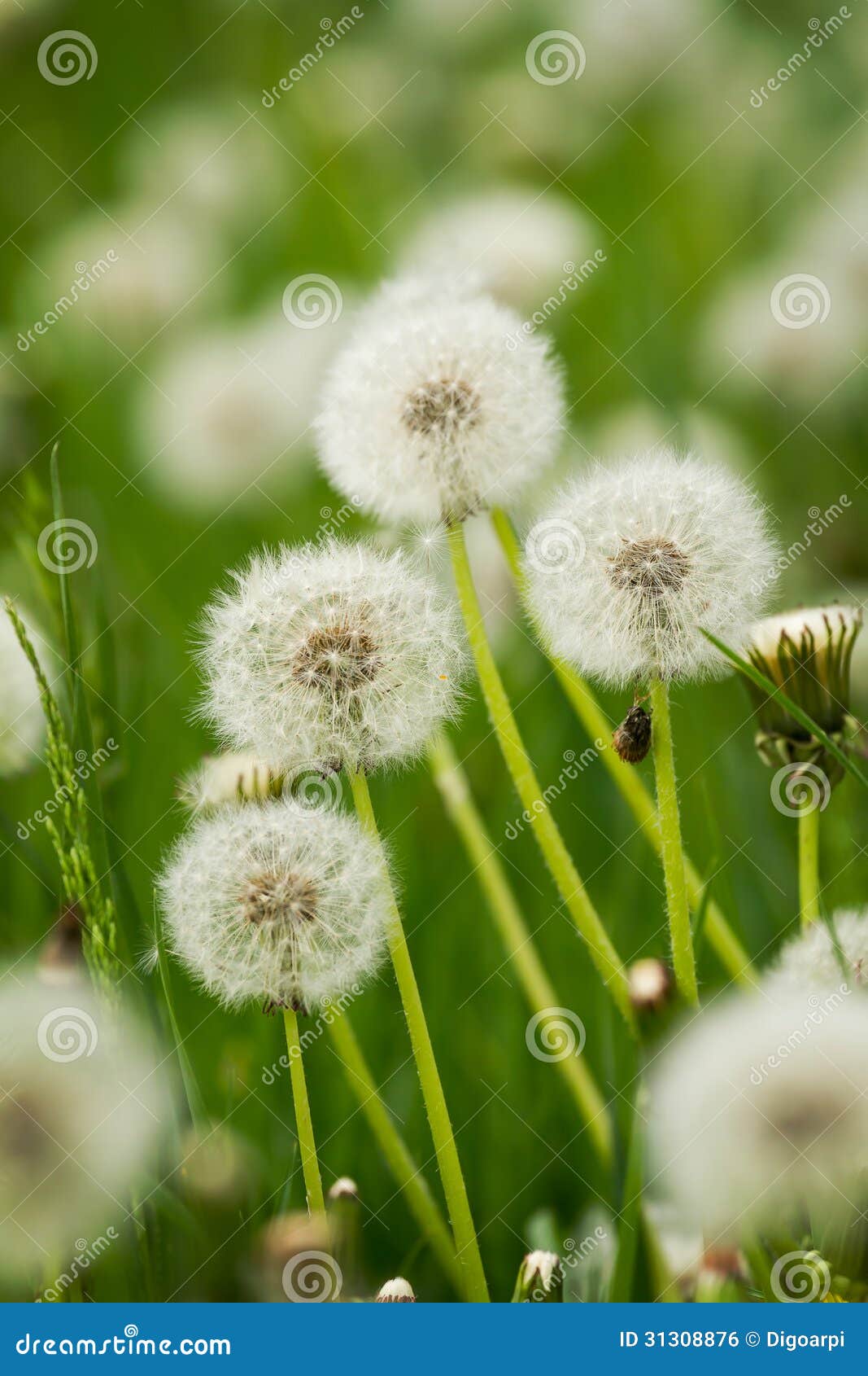 Beautiful dandelions stock photo. Image of detail, bloom - 31308876