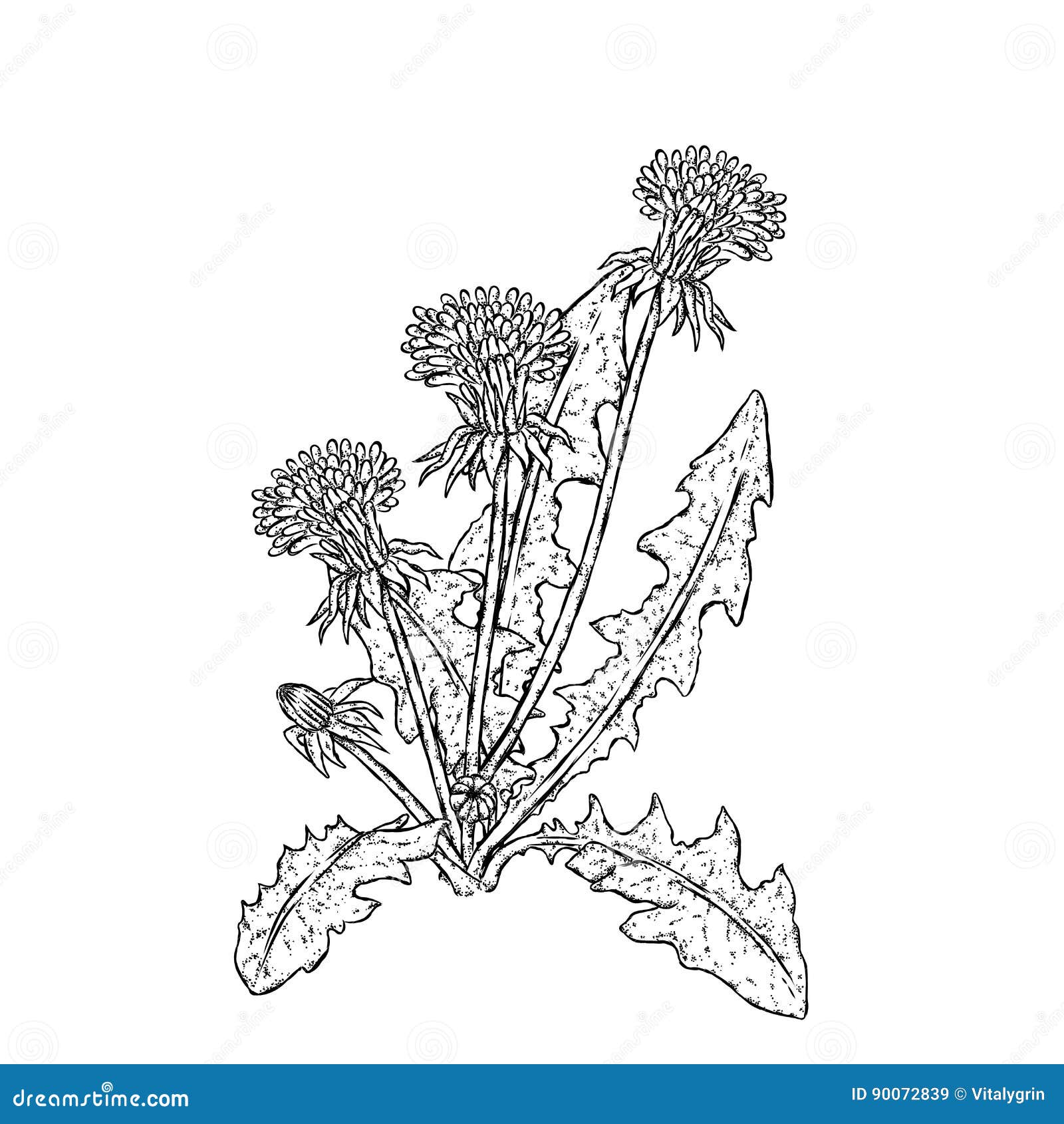Beautiful Dandelions. Vector Illustration. Plants And Flowers ...
