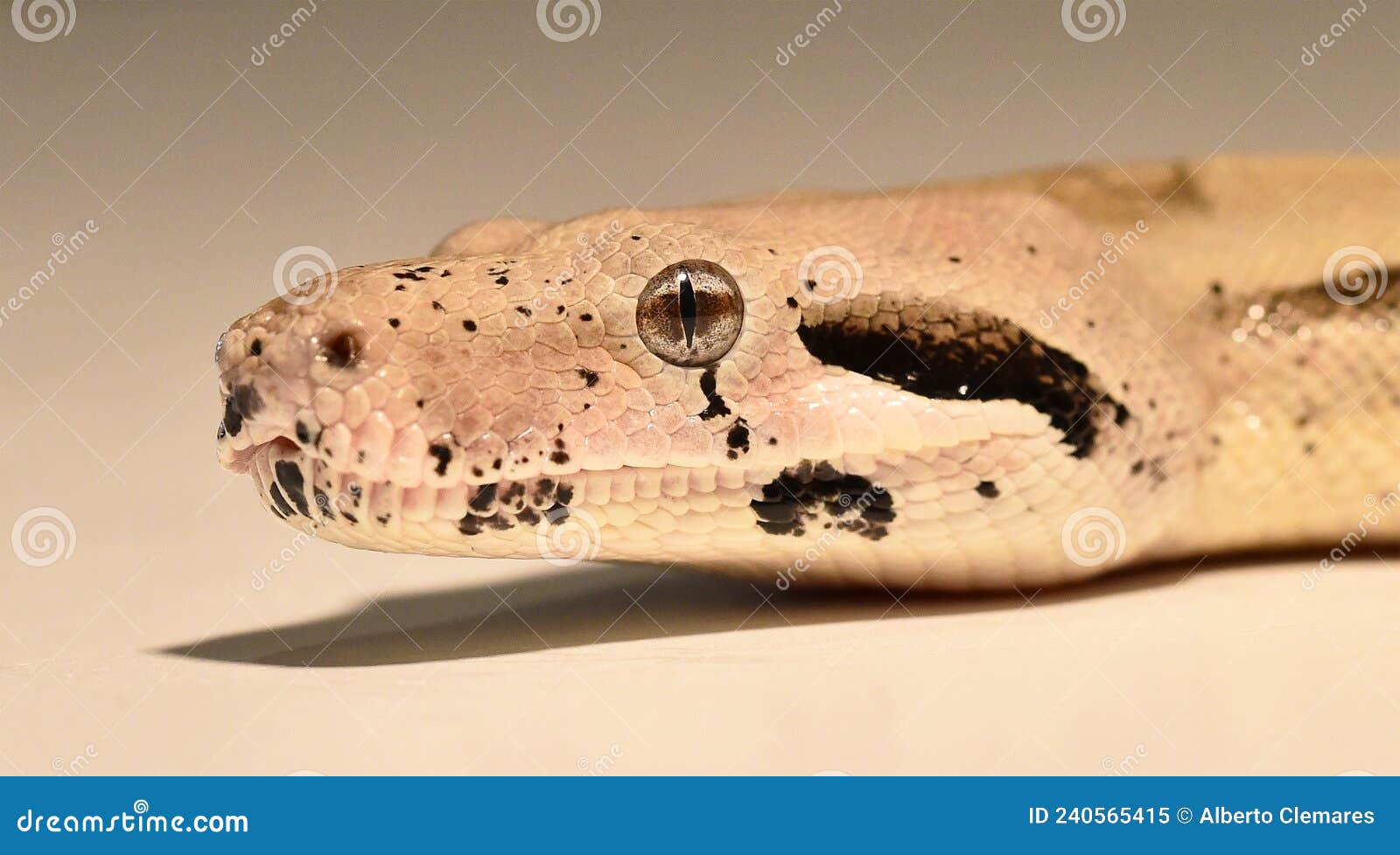 A Beautiful Boa Constrictor Snake Stock Image - Image of creature ...