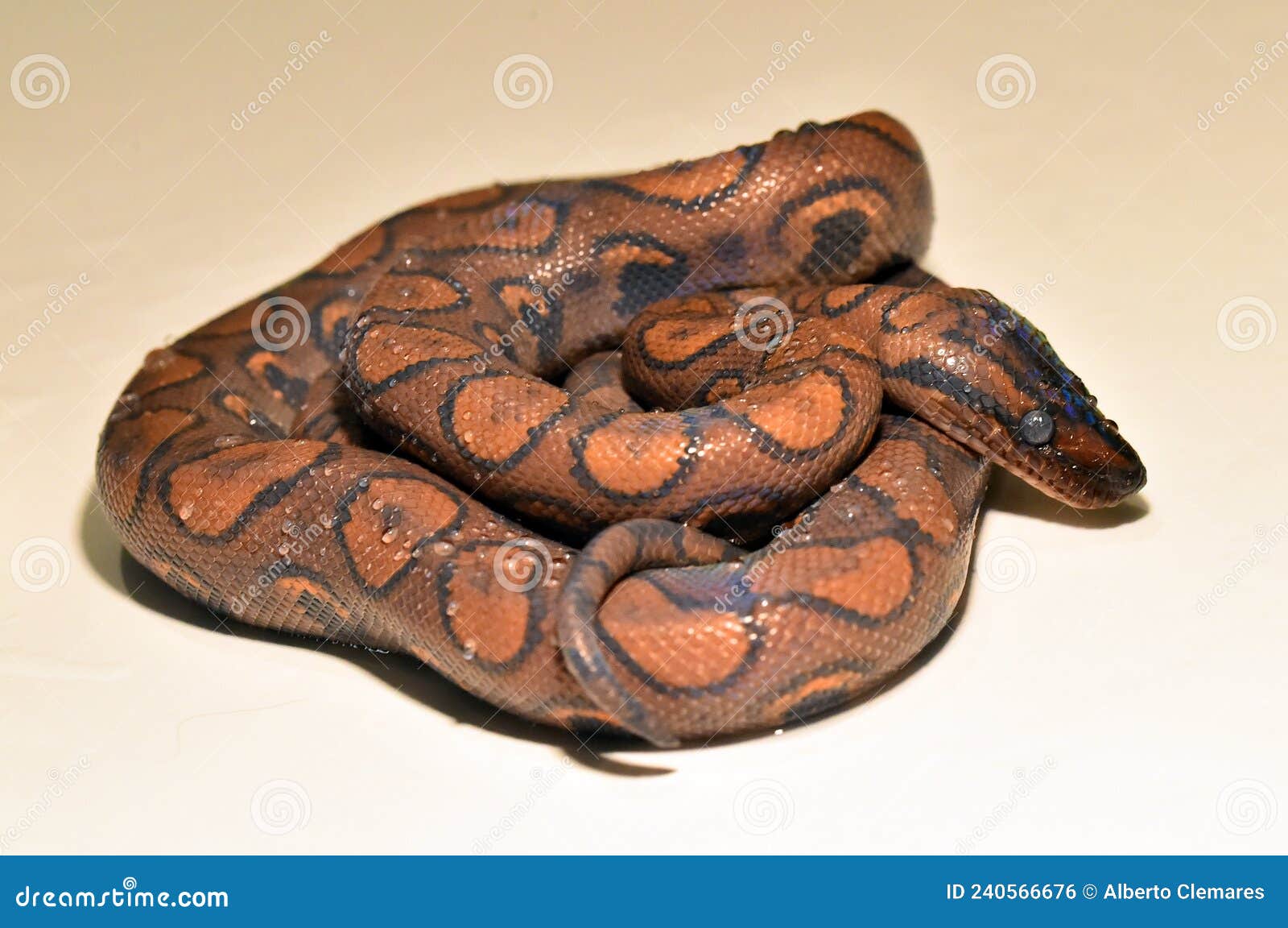 A Beautiful Boa Constrictor Snake Stock Photo - Image of scary ...