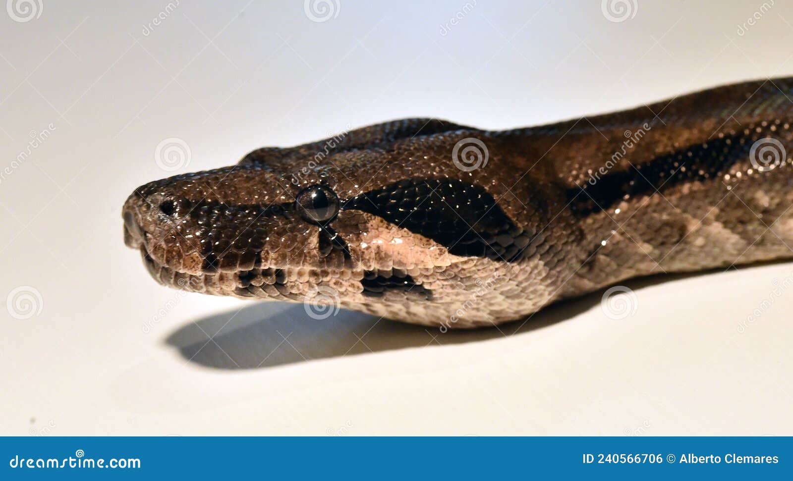 A Beautiful Boa Constrictor Snake Stock Photo - Image of fear, macro ...