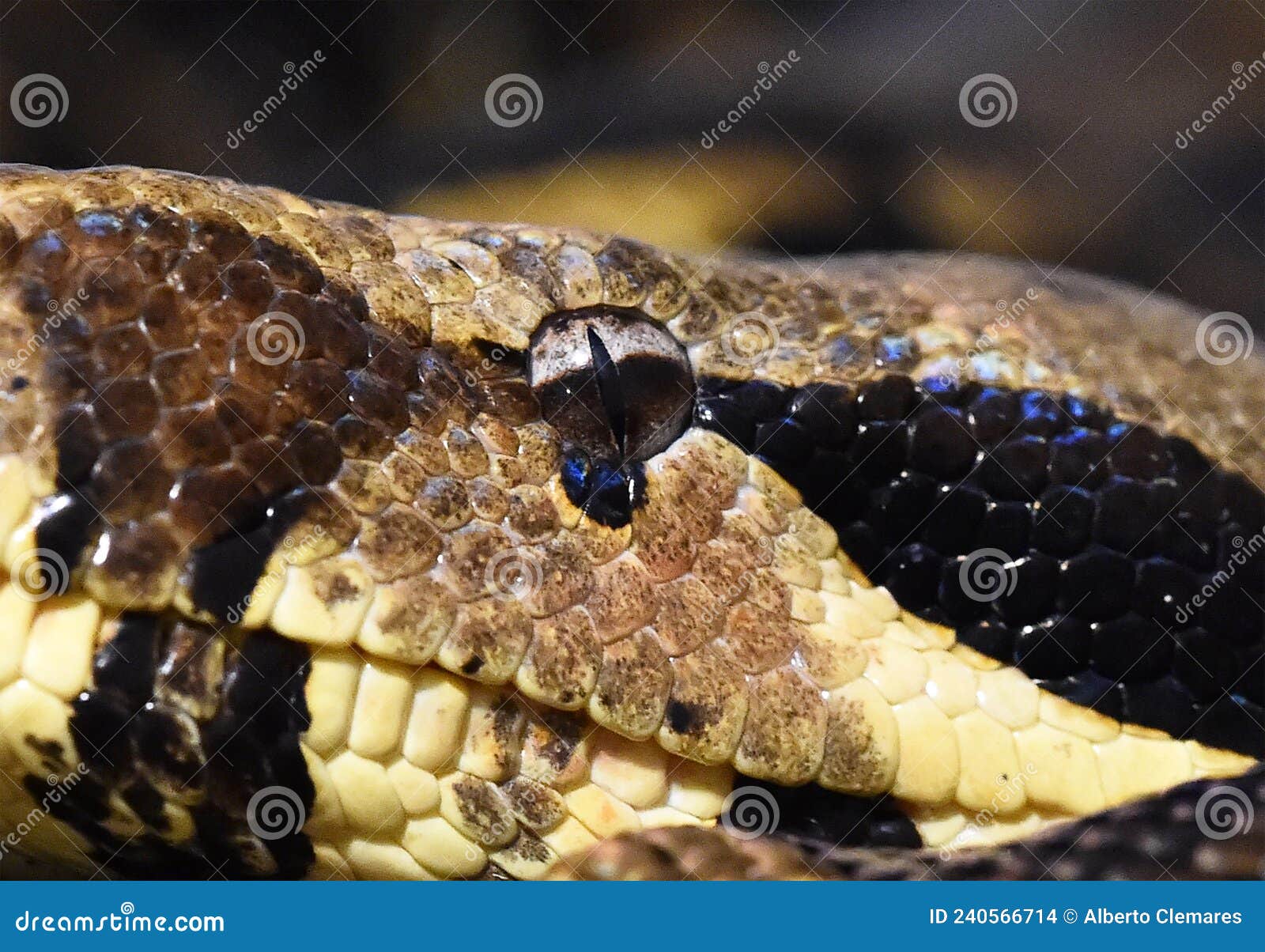 A Beautiful Boa Constrictor Snake Stock Photo - Image of scary ...